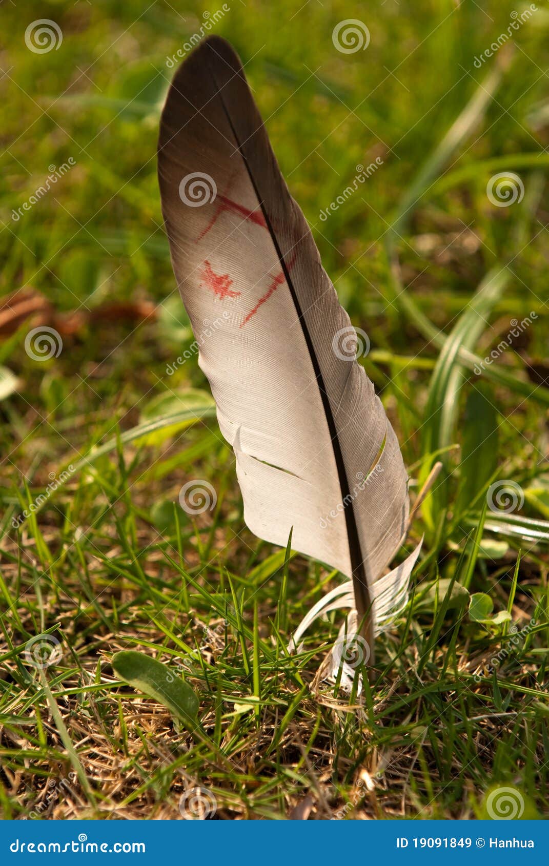 Black swan feathers stock image. Image of neck, quiet - 19091849