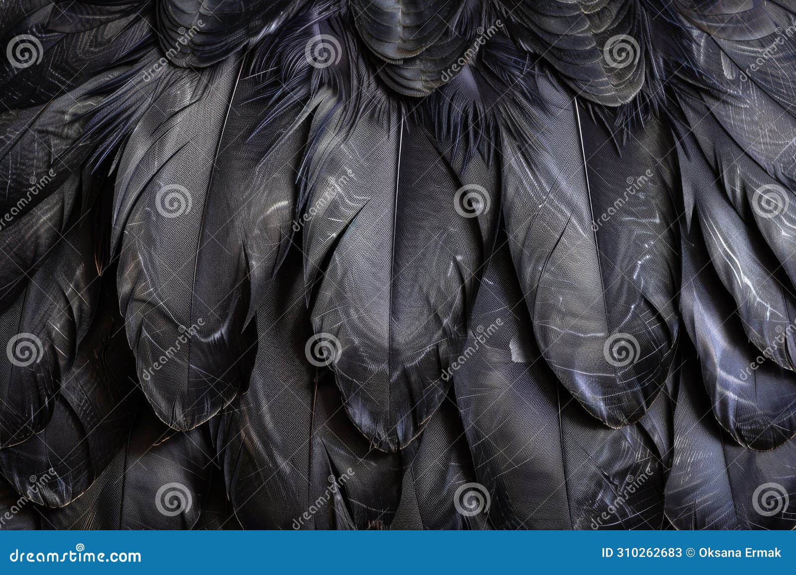 Black Swan Feathers Background, Black Plume Pattern, Wings Feather ...