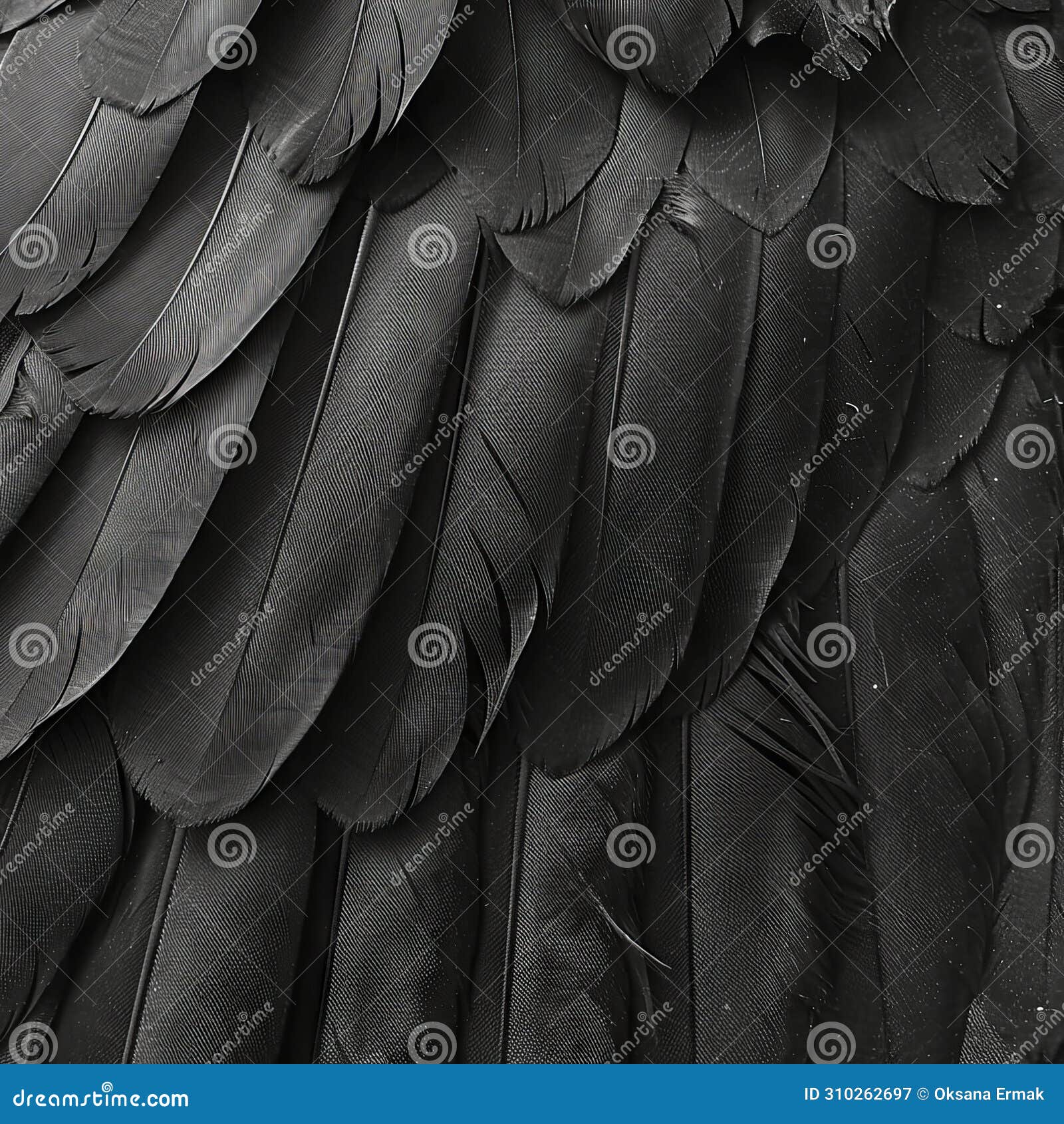 Black Swan Feathers Background, Black Plume Pattern, Wings Feather ...