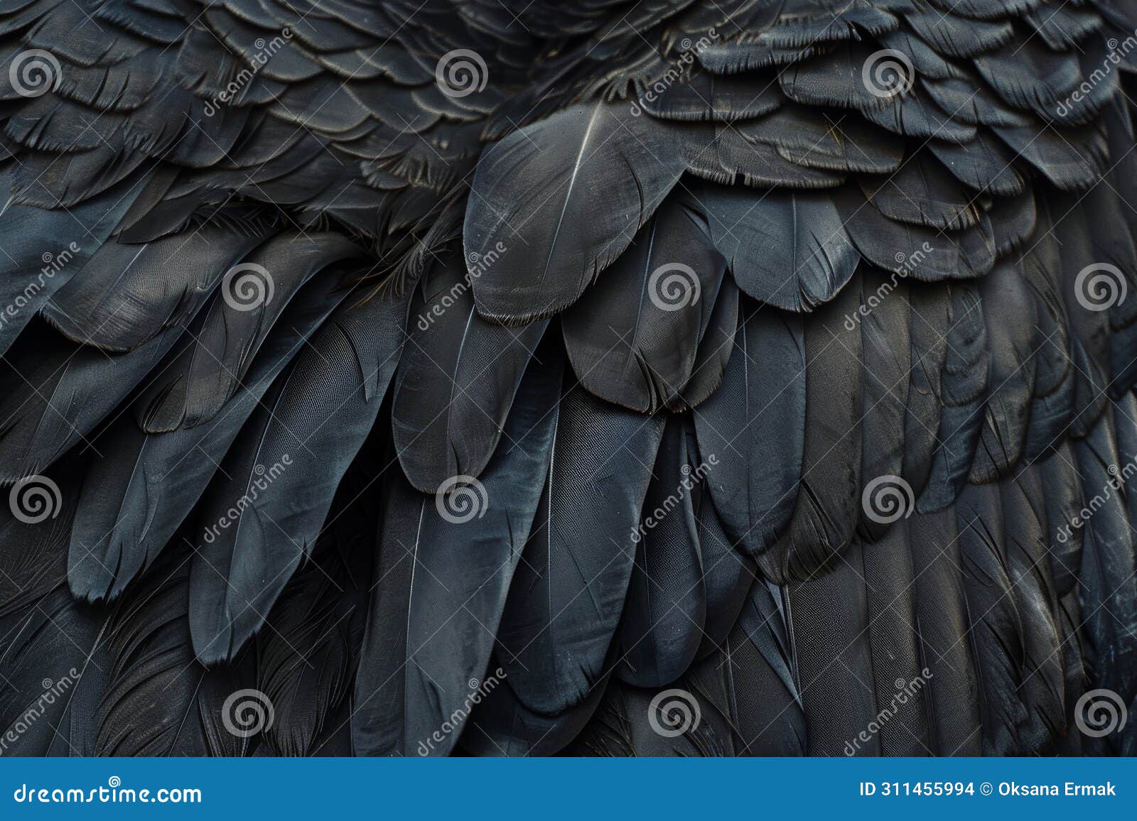 Black Swan Feathers Background, Black Plume Pattern, Wings Feather ...