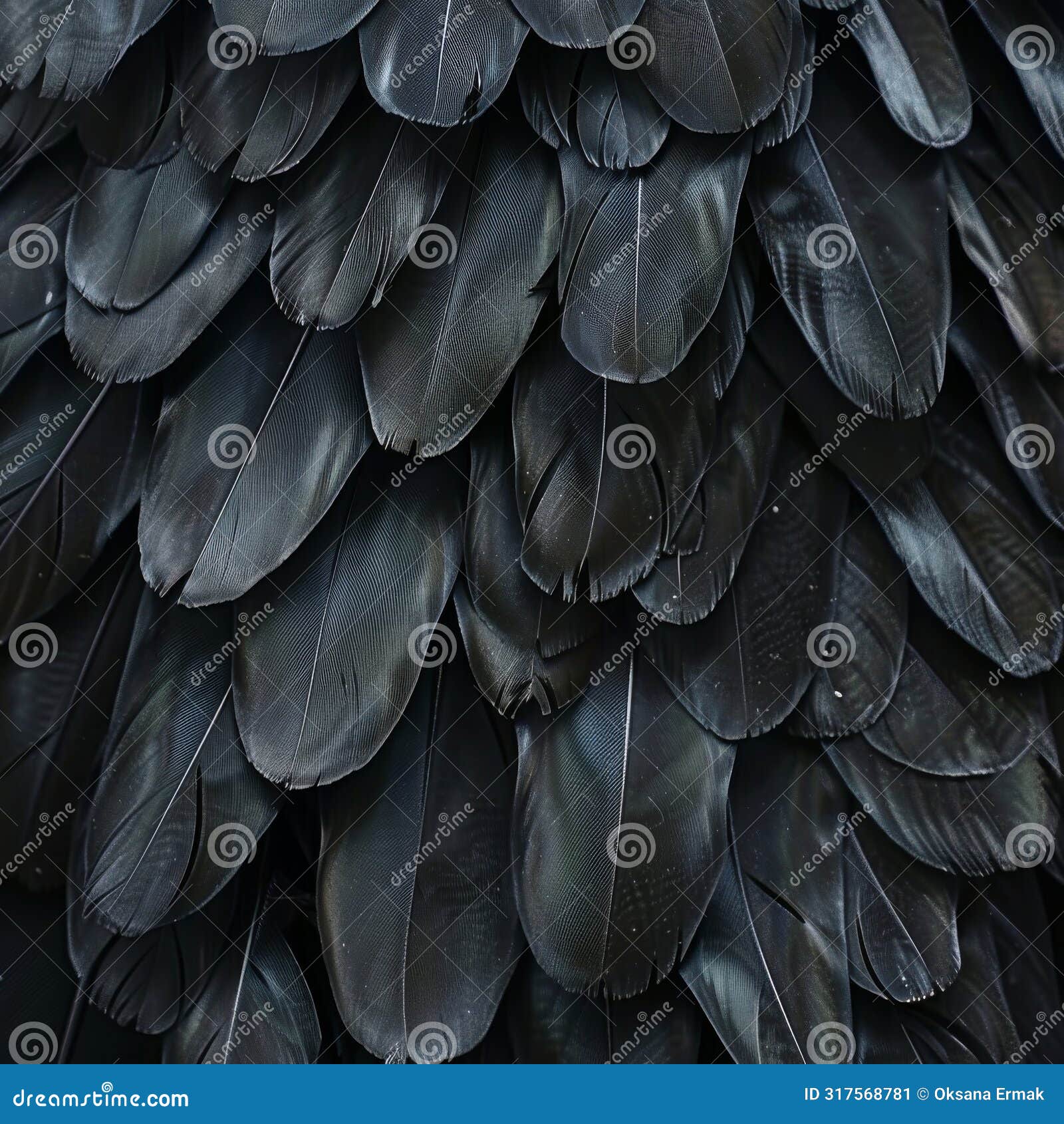 Black Swan Feathers Background, Black Plume Pattern, Wings Feather ...