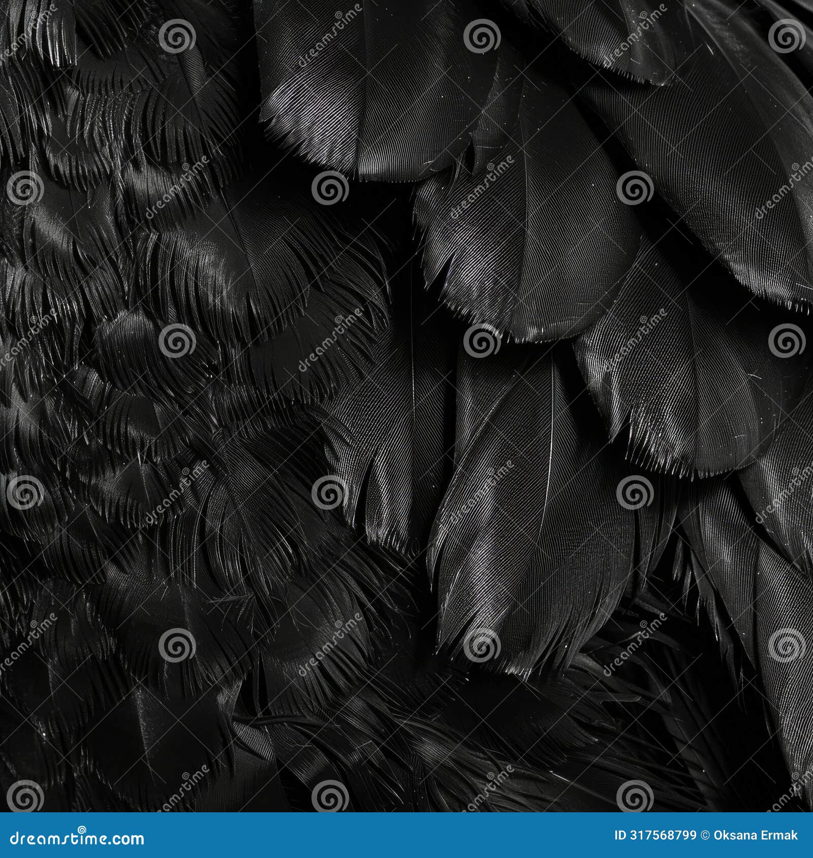 Black Swan Feathers Background, Black Plume Pattern, Wings Feather ...