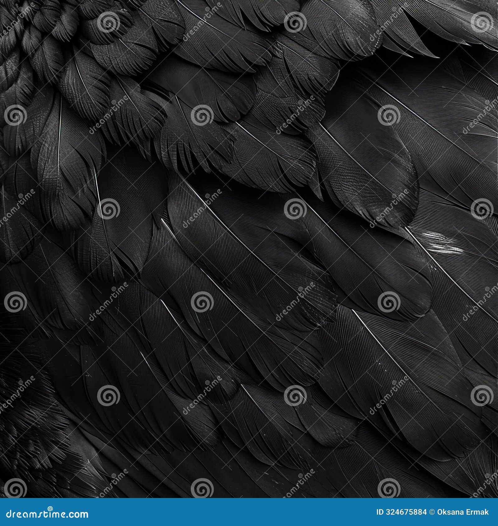 Black Swan Feathers Background, Black Plume Pattern, Wings Feather ...