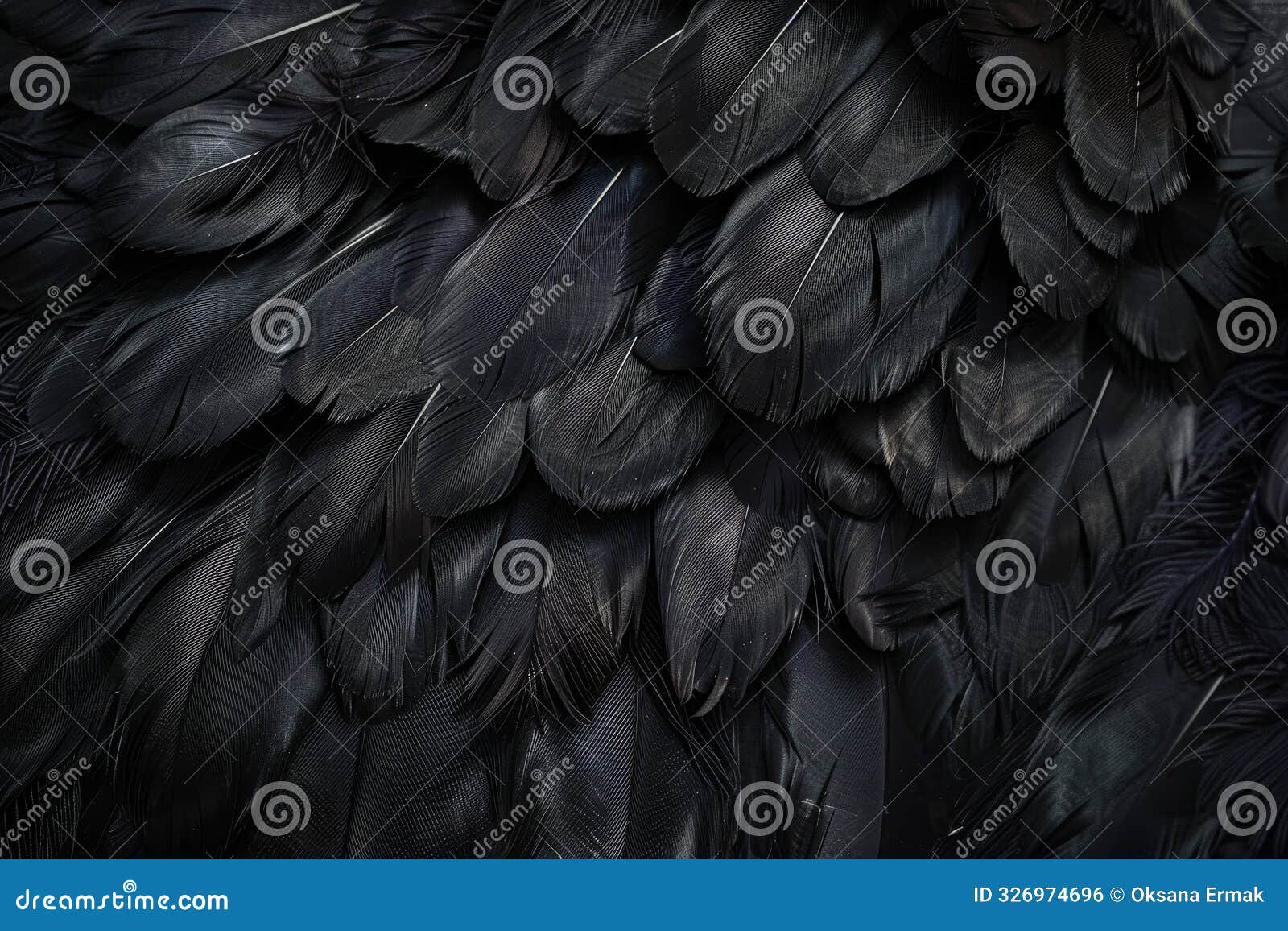 Black Swan Feathers Background, Black Plume Pattern, Wings Feather ...