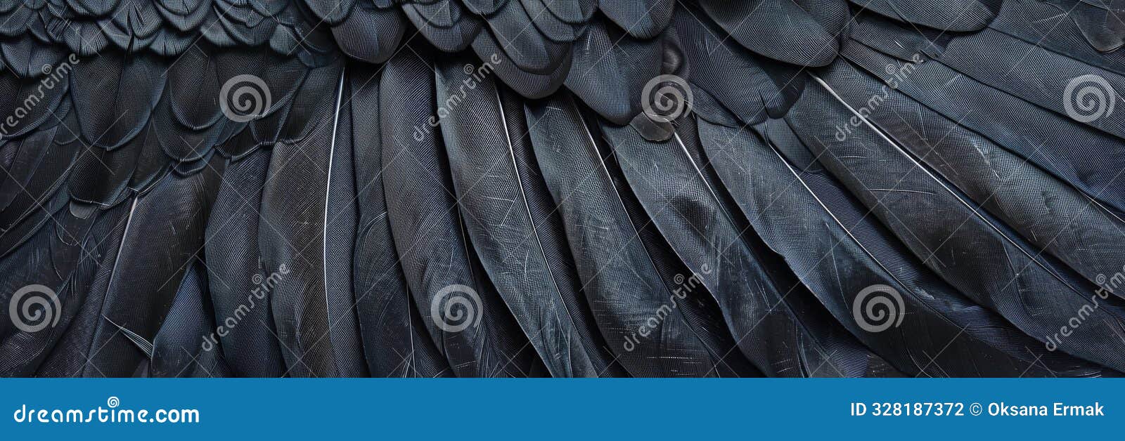 Black Swan Feathers Background, Black Plume Pattern, Wings Feather ...