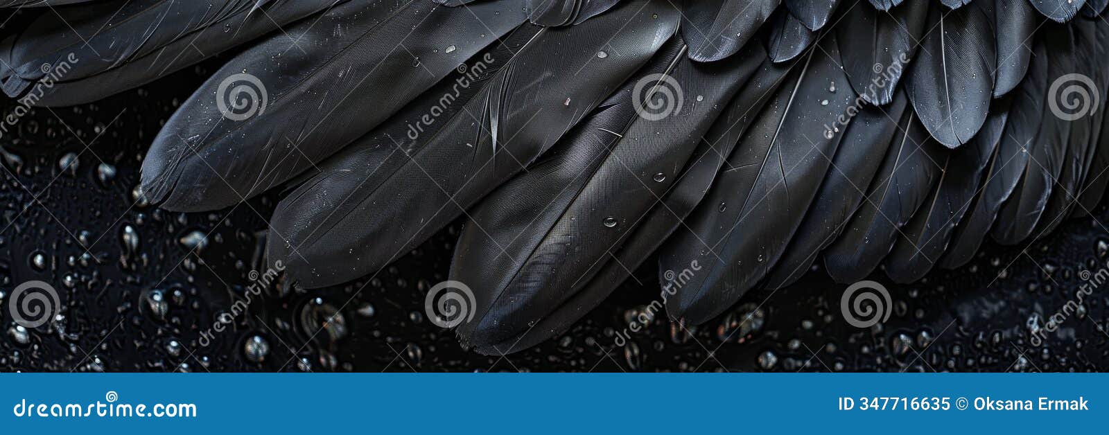 Black Swan Feathers Background, Black Plume Pattern, Wings Feather ...