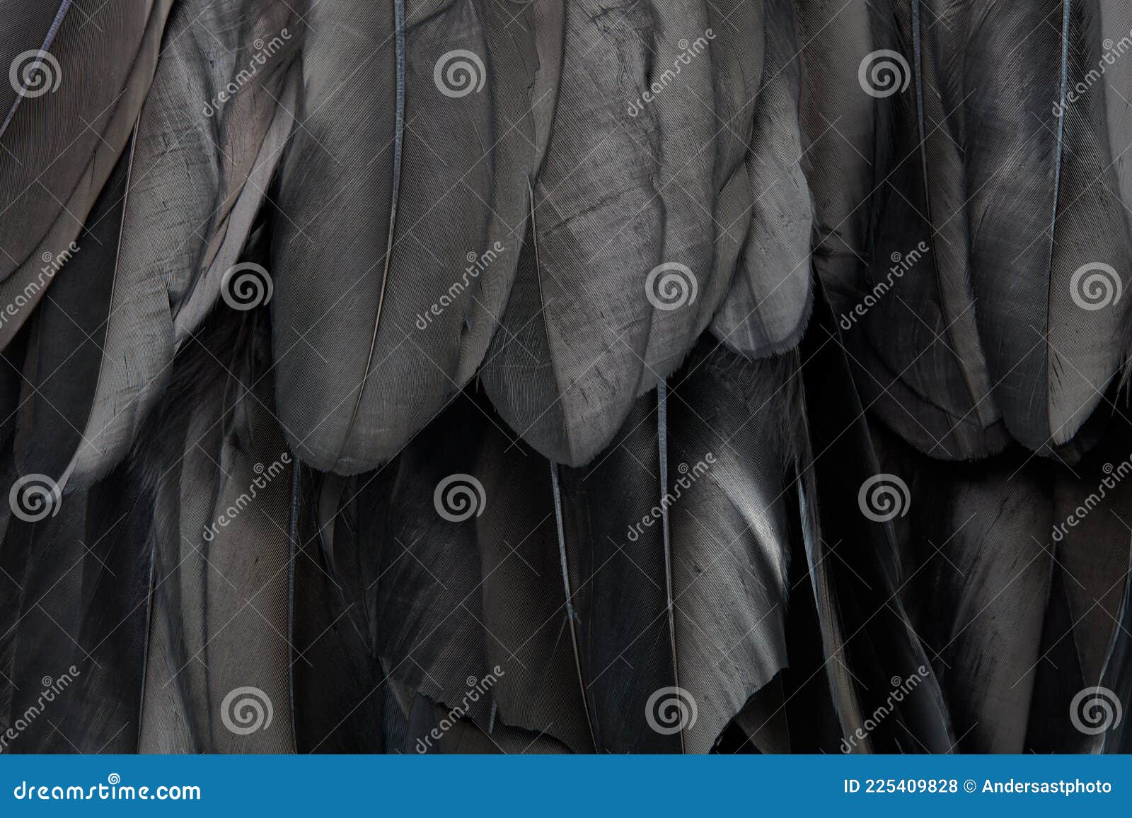 Black Swan Feathers Texture Background Stock Photo - Image of bird ...