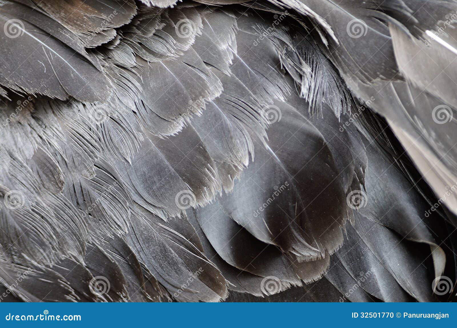 Swan Feathers Royalty-Free Stock Photography | CartoonDealer.com #11726579
