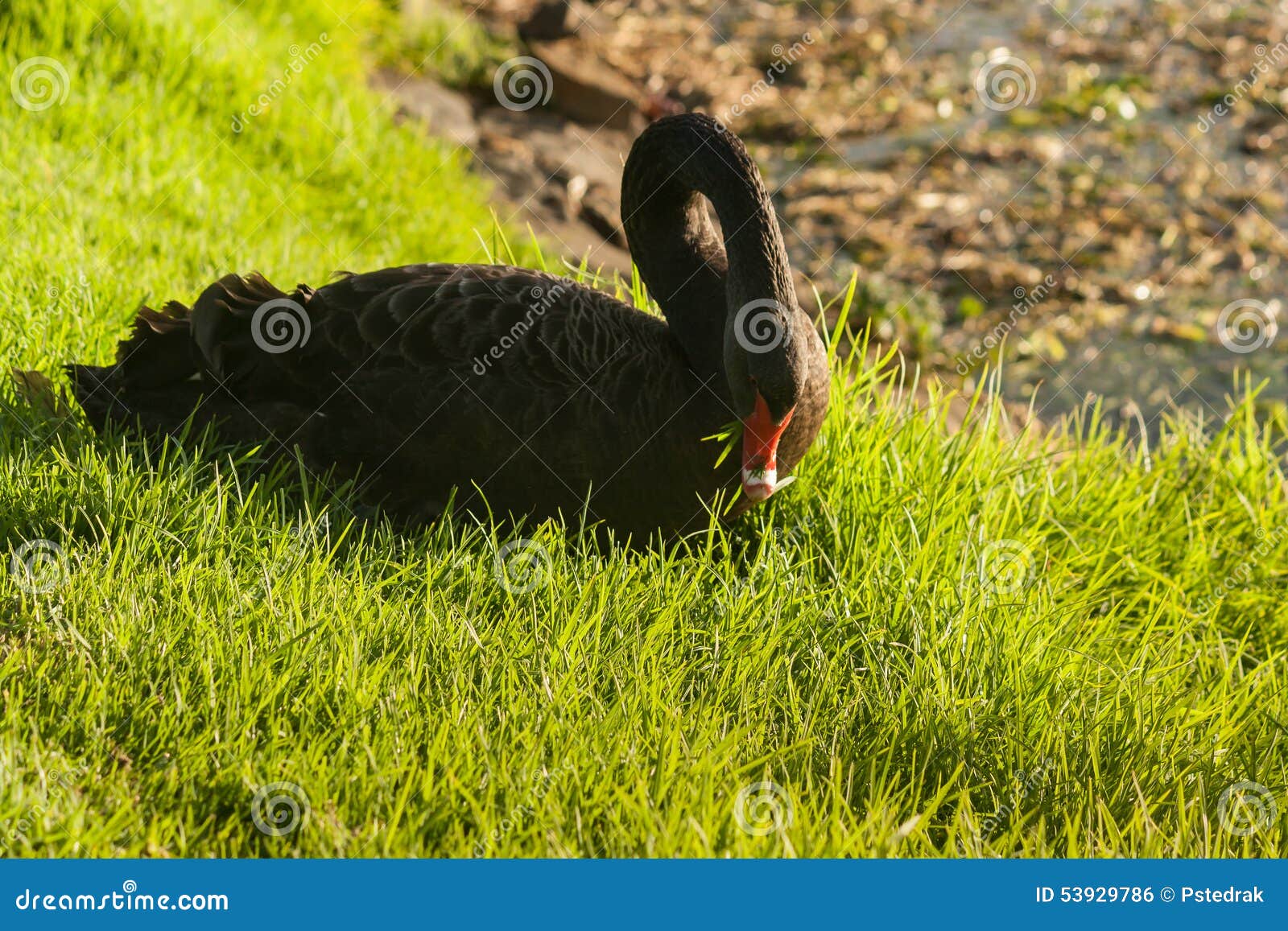 Black Swan Feeding on Fresh Grass Stock Photo - Image of atratus, swan ...