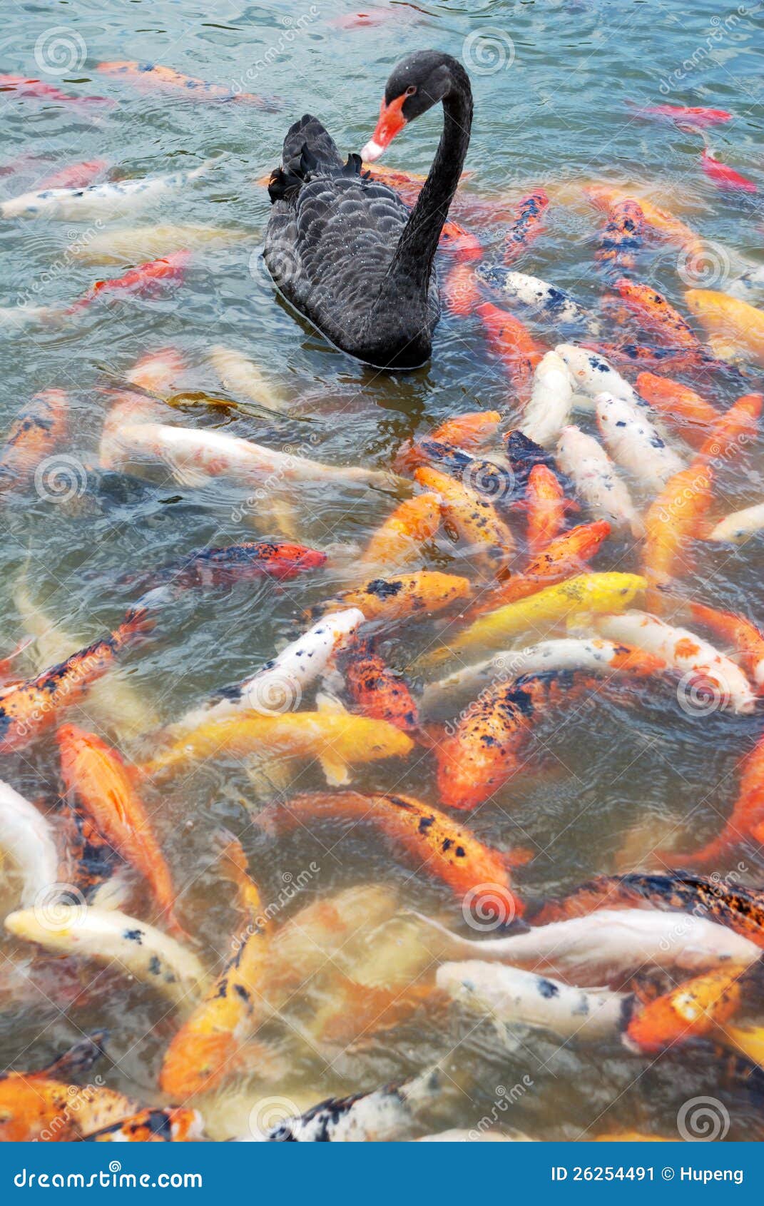Black swan and fish stock image. Image of natural, nature - 26254491