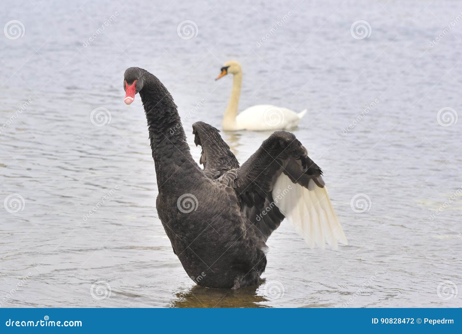 Black Swan Flapping stock photo. Image of love, mist - 90828472
