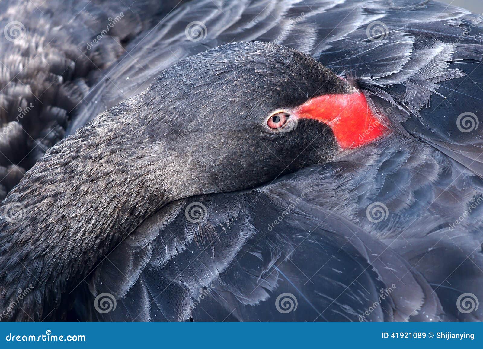 Swan Insert Stock Photos - Free & Royalty-Free Stock Photos from Dreamstime