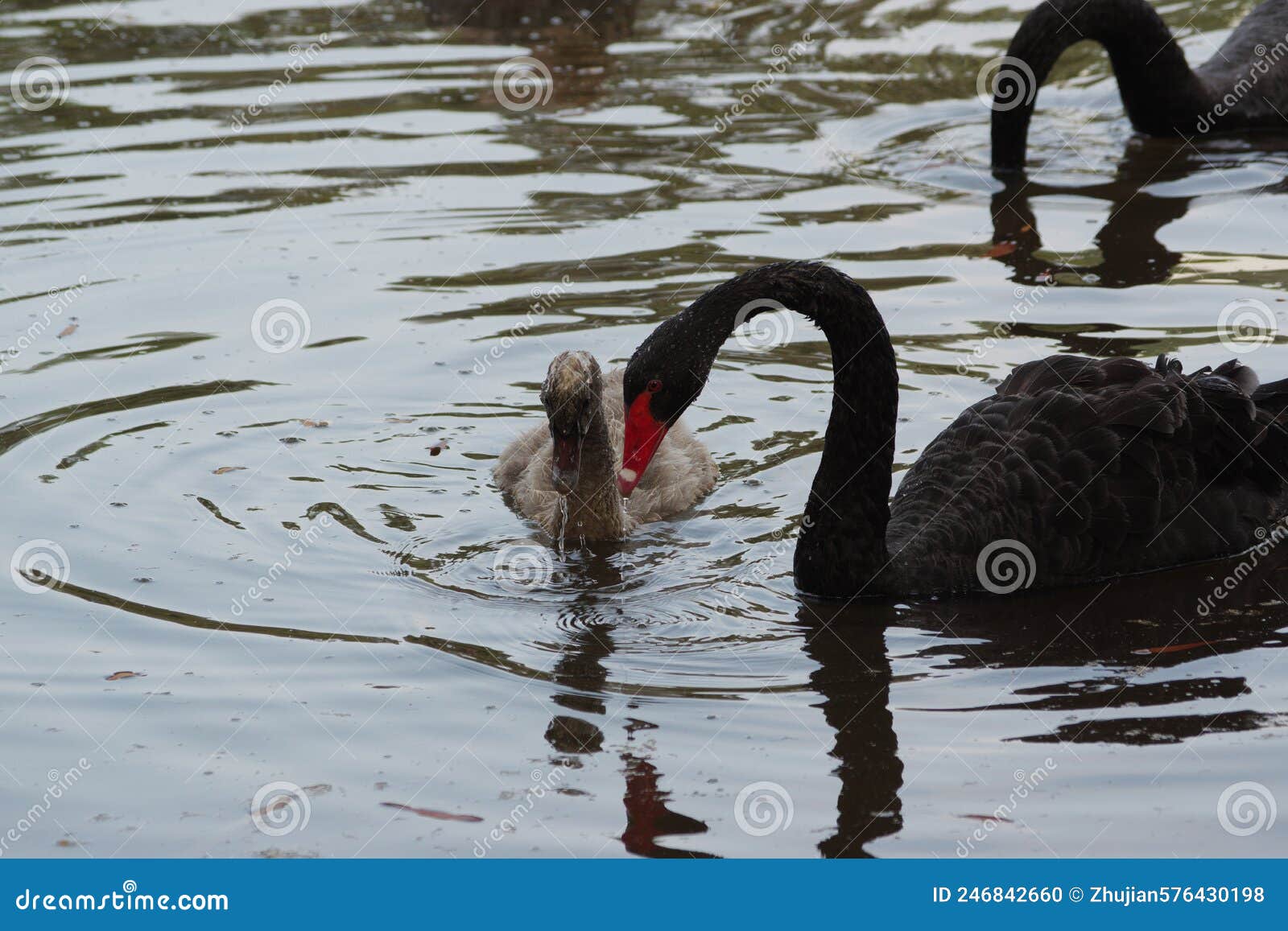 A black swan and its baby stock photo. Image of waterbird - 246842660