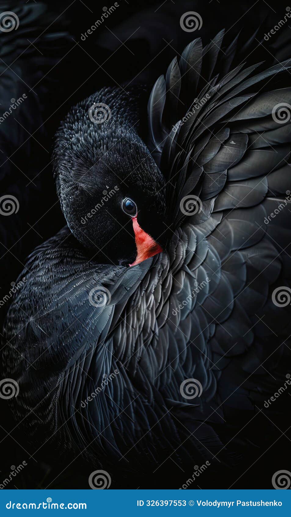 A Black Swan with Its Head Tucked Under Its Wings Stock Image - Image ...