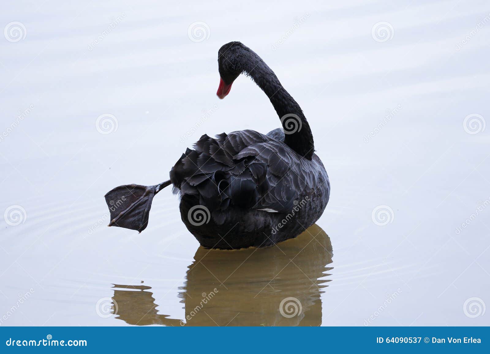 Black Swan with Its Leg Out Stock Image - Image of beuatiful, kale ...