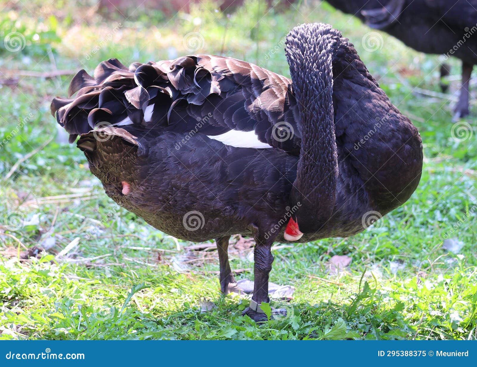 Black Swan is a Large Waterbird, Stock Image - Image of eyes, large ...