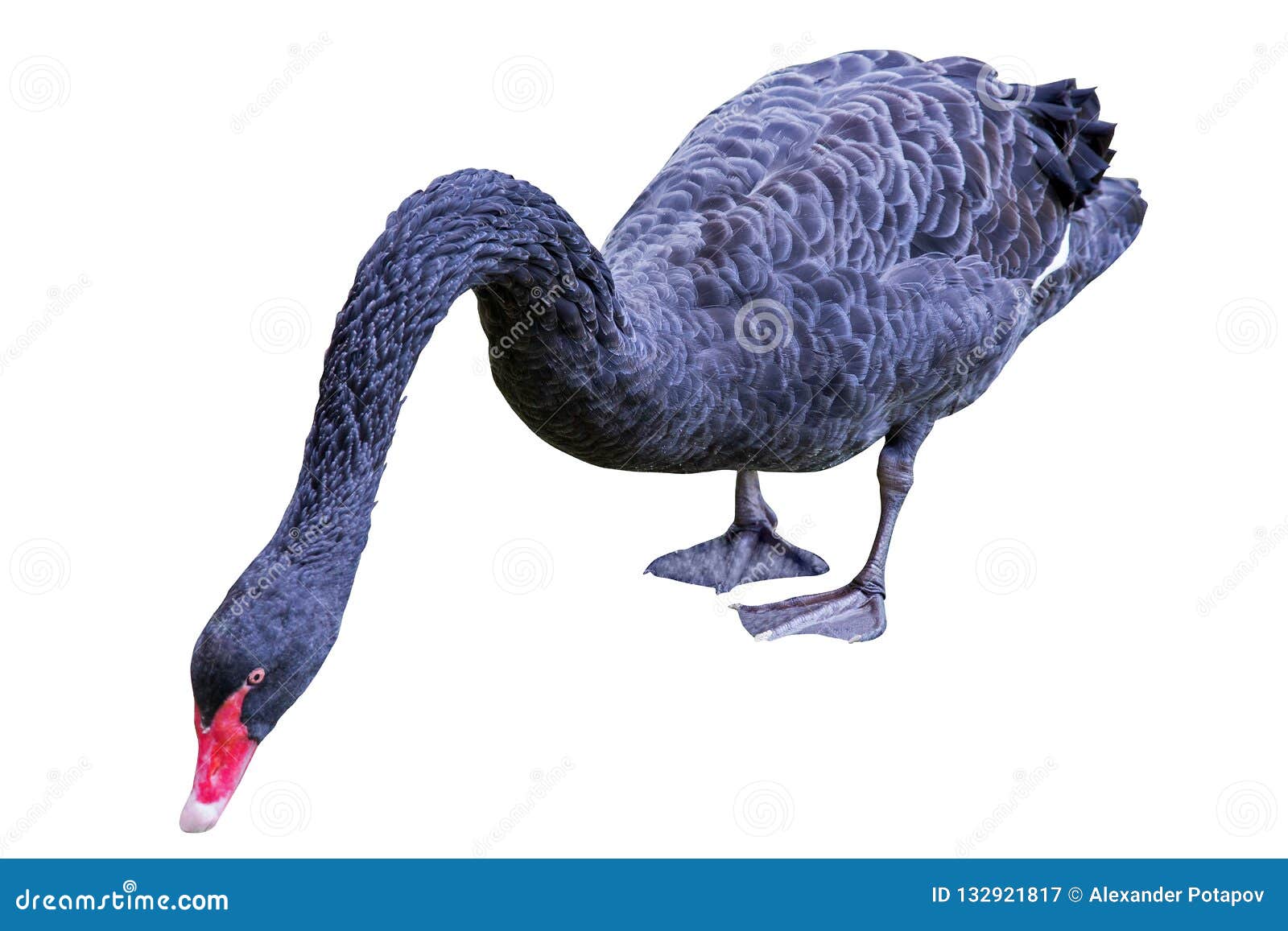 Black swan with long neck stock image. Image of black - 132921817
