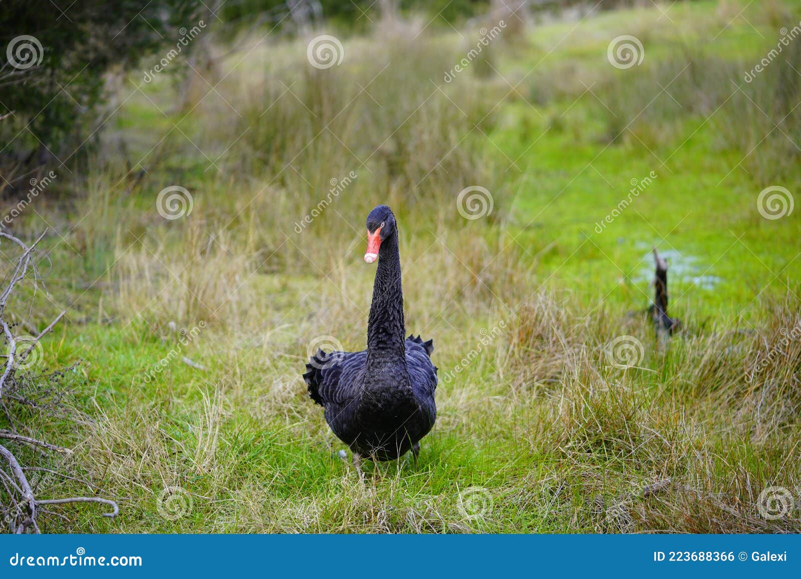 Black Swan Looking at Camera Stock Photo - Image of decorative, feather ...
