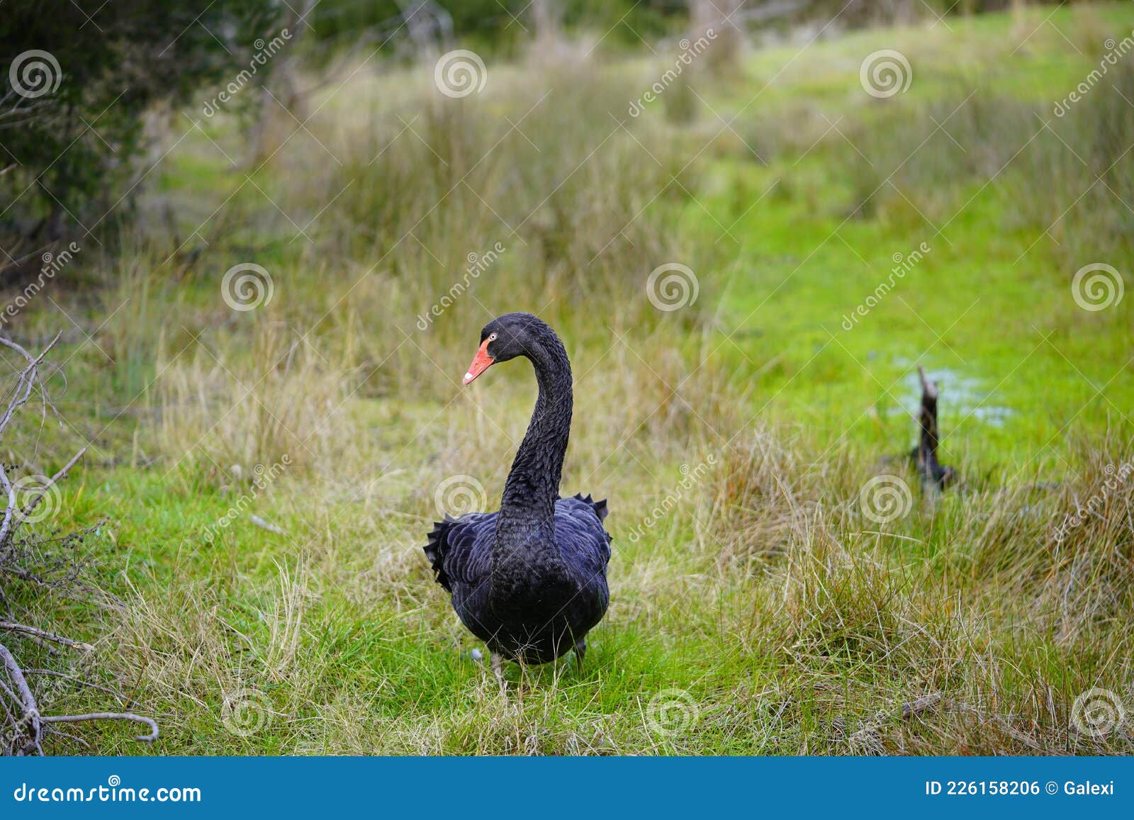 Black Swan Looking at Its Right Stock Photo - Image of decorative ...