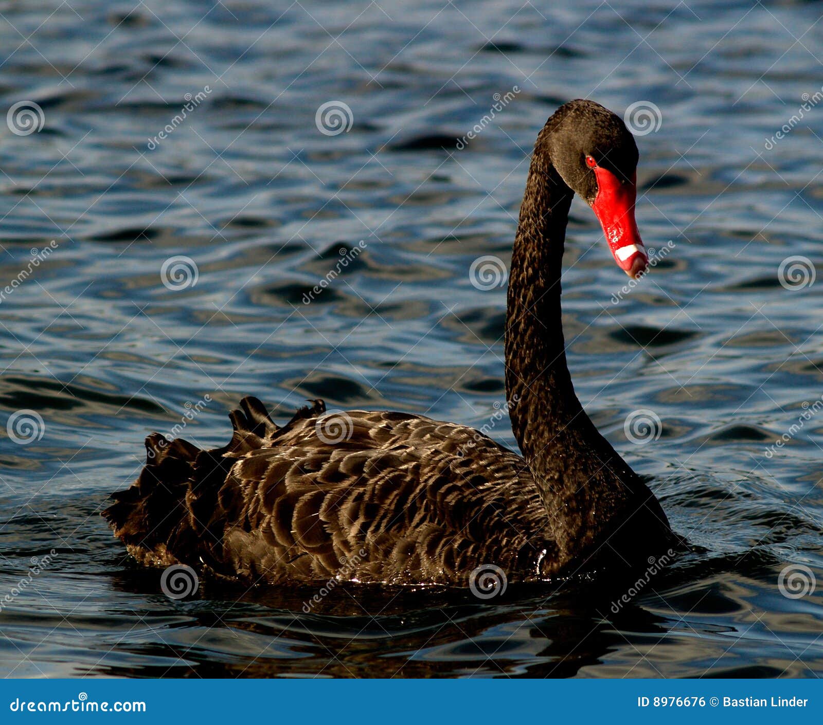 Black Swan of Perth stock photo. Image of lake, animal - 8976676