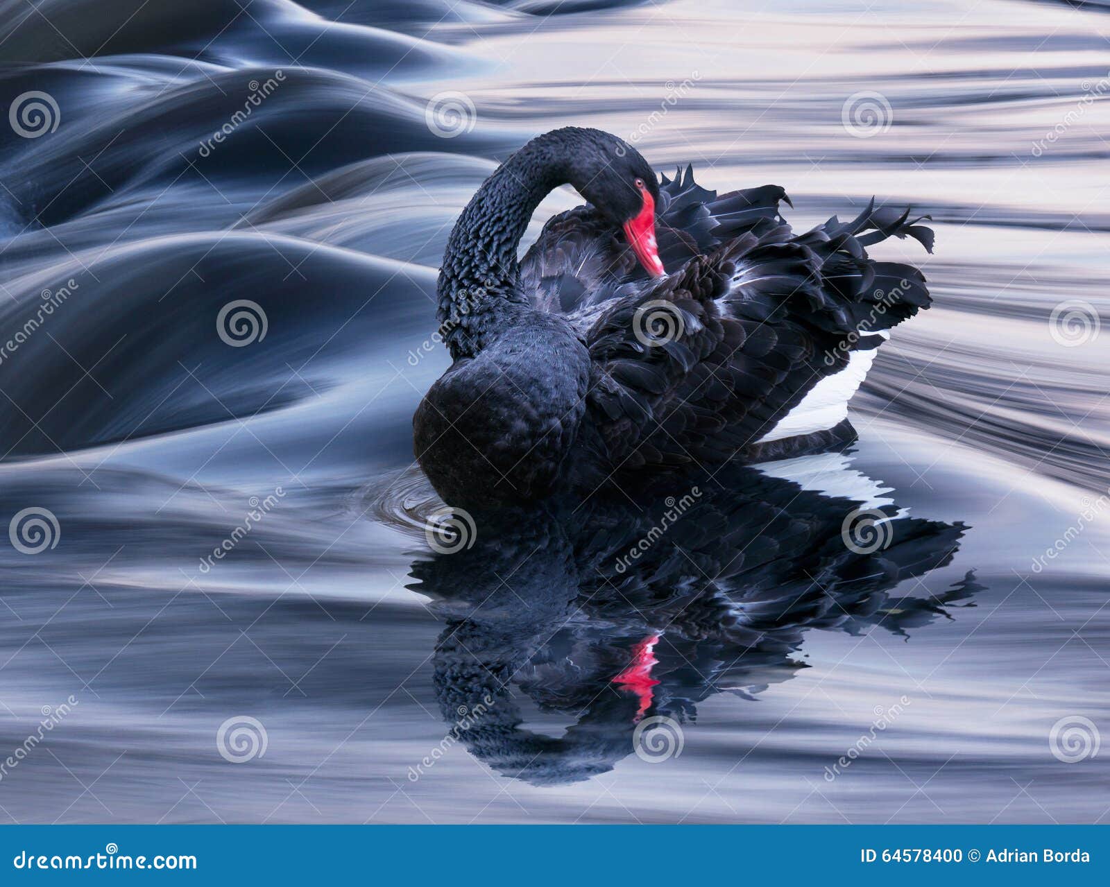Black Swan Stock Image | CartoonDealer.com #18966001