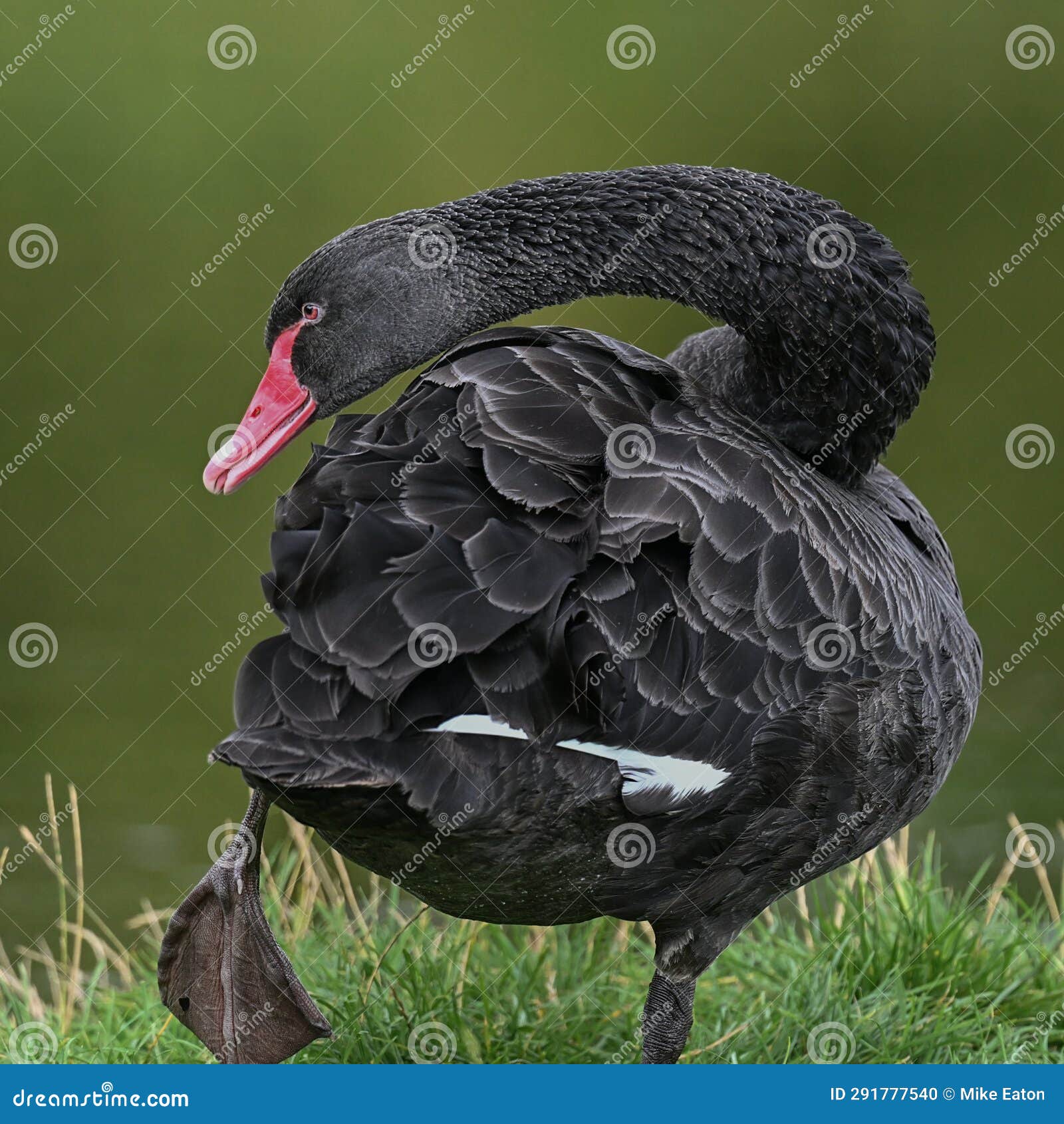 Black Swan Preening in Home Park Stock Photo - Image of black, water ...