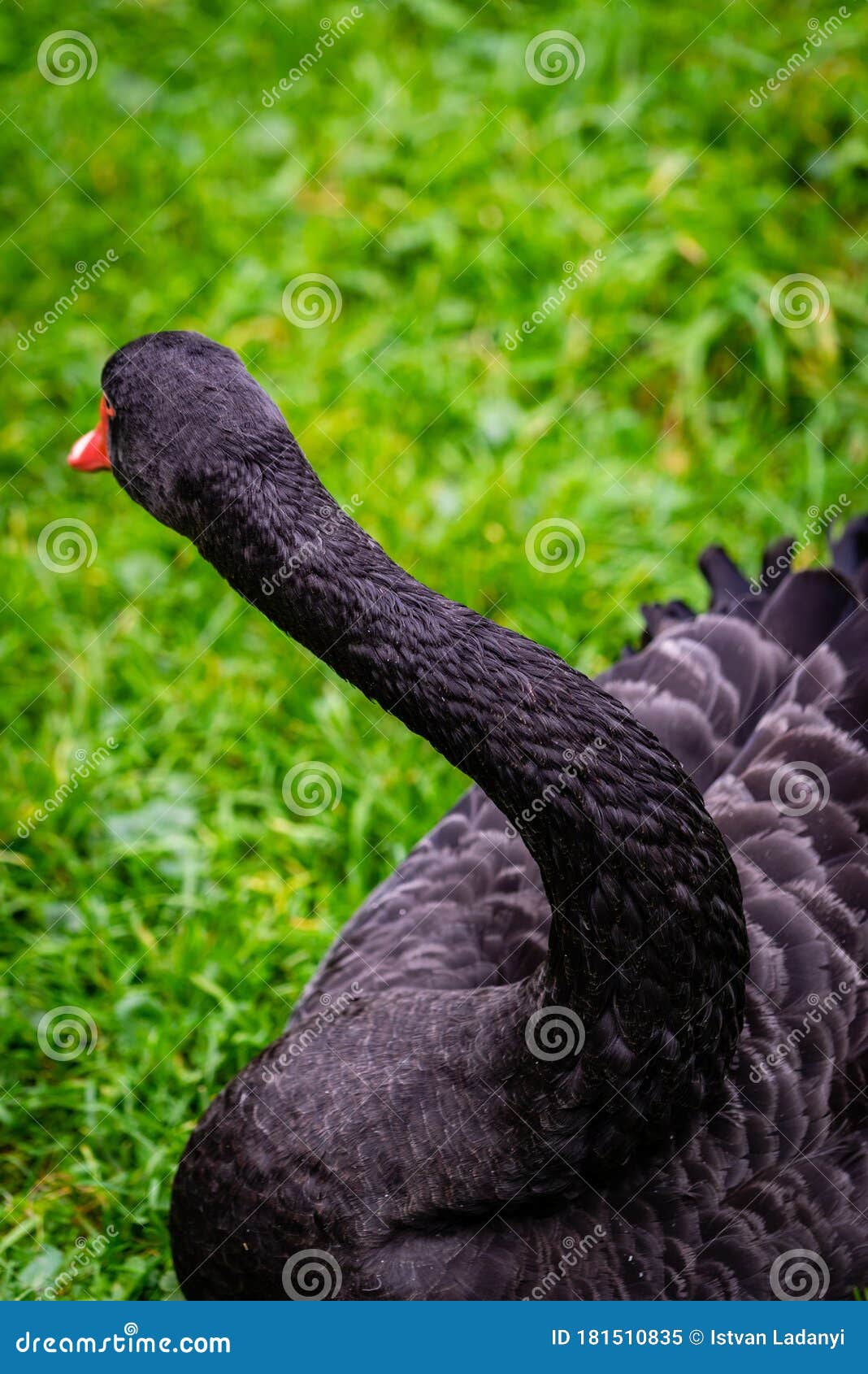 Black swan with red beak stock image. Image of anatidae - 181510835