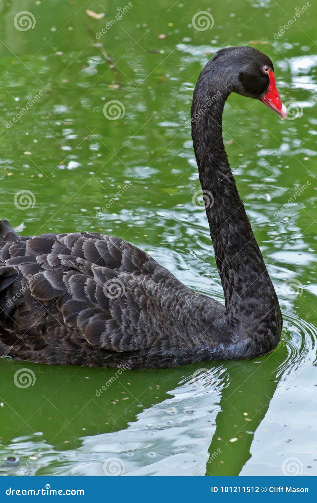 Black Swan with Red Beak stock photo. Image of shore - 101211512