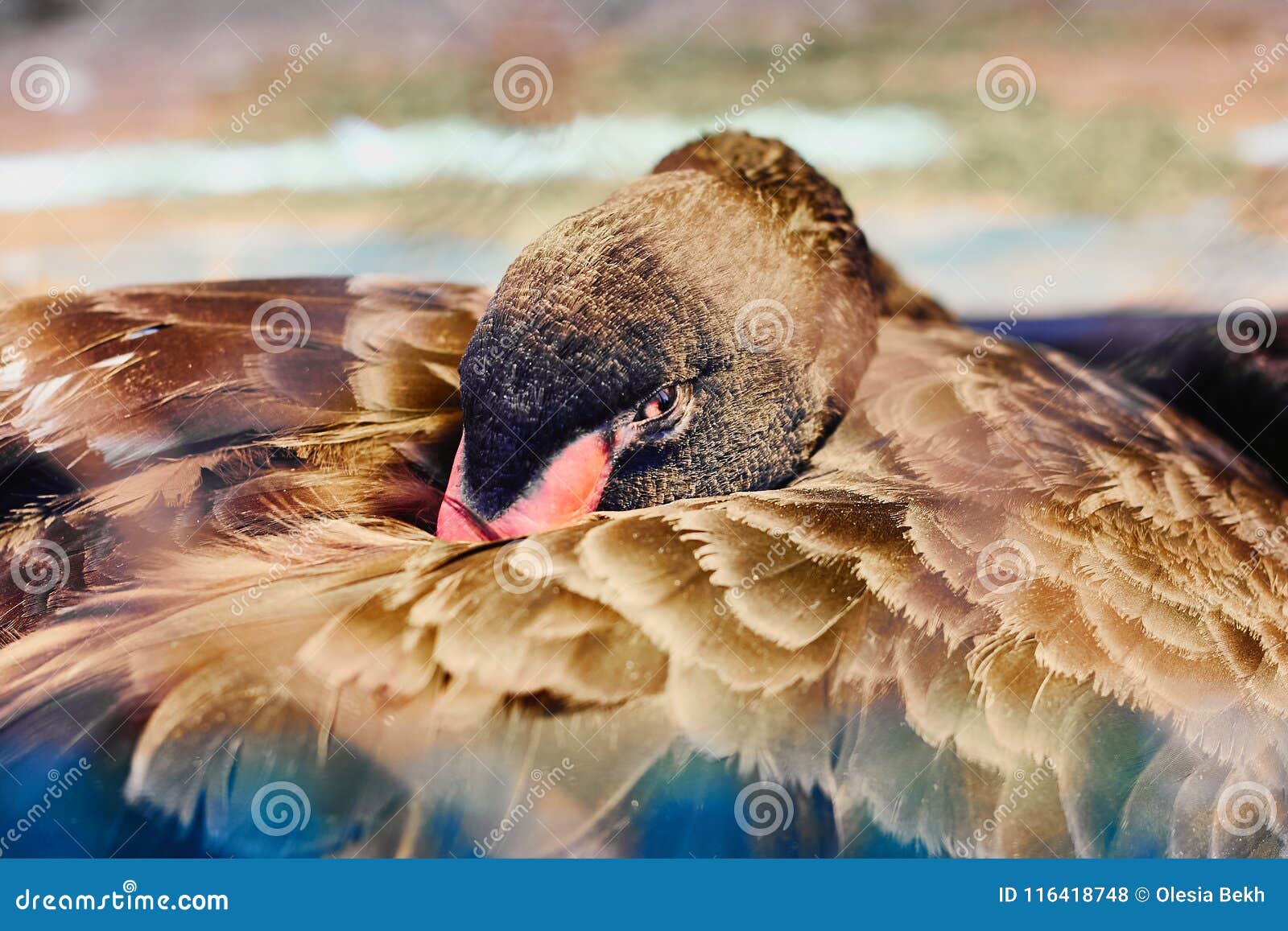 Black Swan through a Cage in the Zoo Stock Photo - Image of animals ...