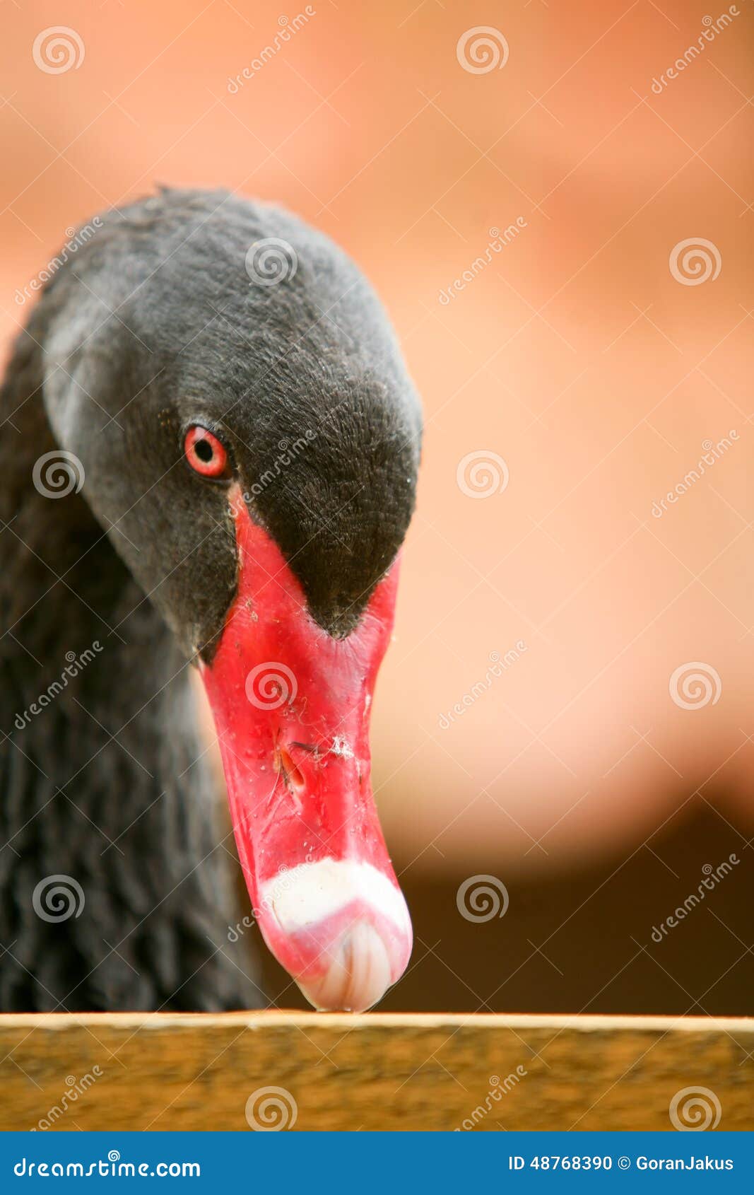 Black swan with red beak stock photo. Image of front - 48768390
