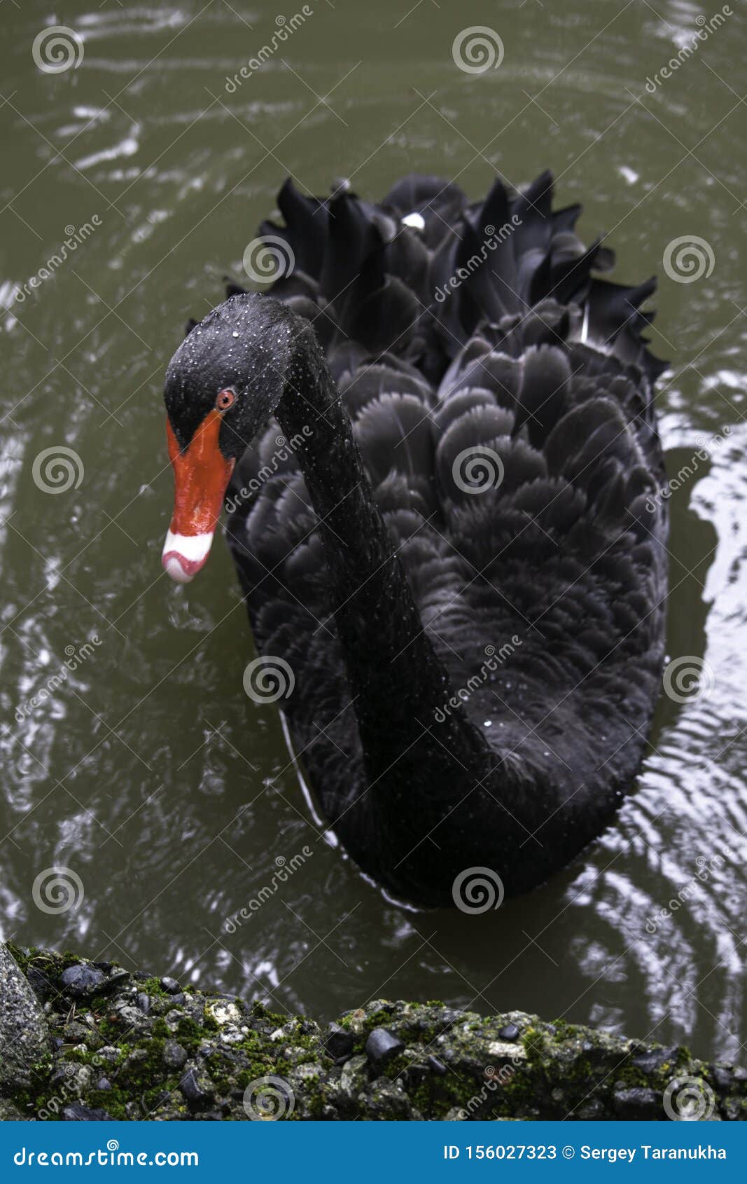 The Black Swan with a Red Beak Swims in a Pond Stock Image - Image of fauna, beautiful: 156027323