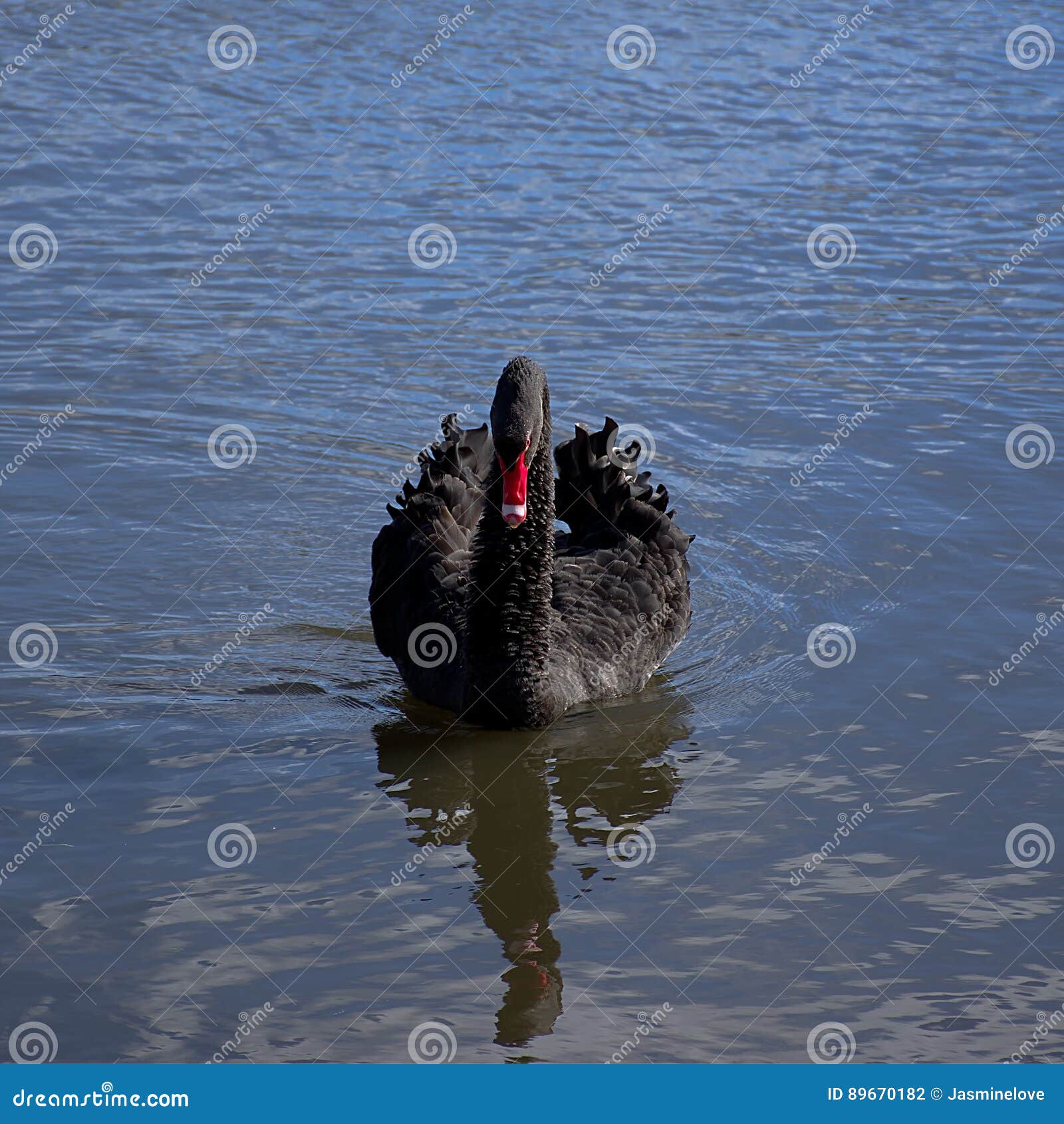 Black Swan with Red Beak on Water Surface Stock Photo - Image of neck ...
