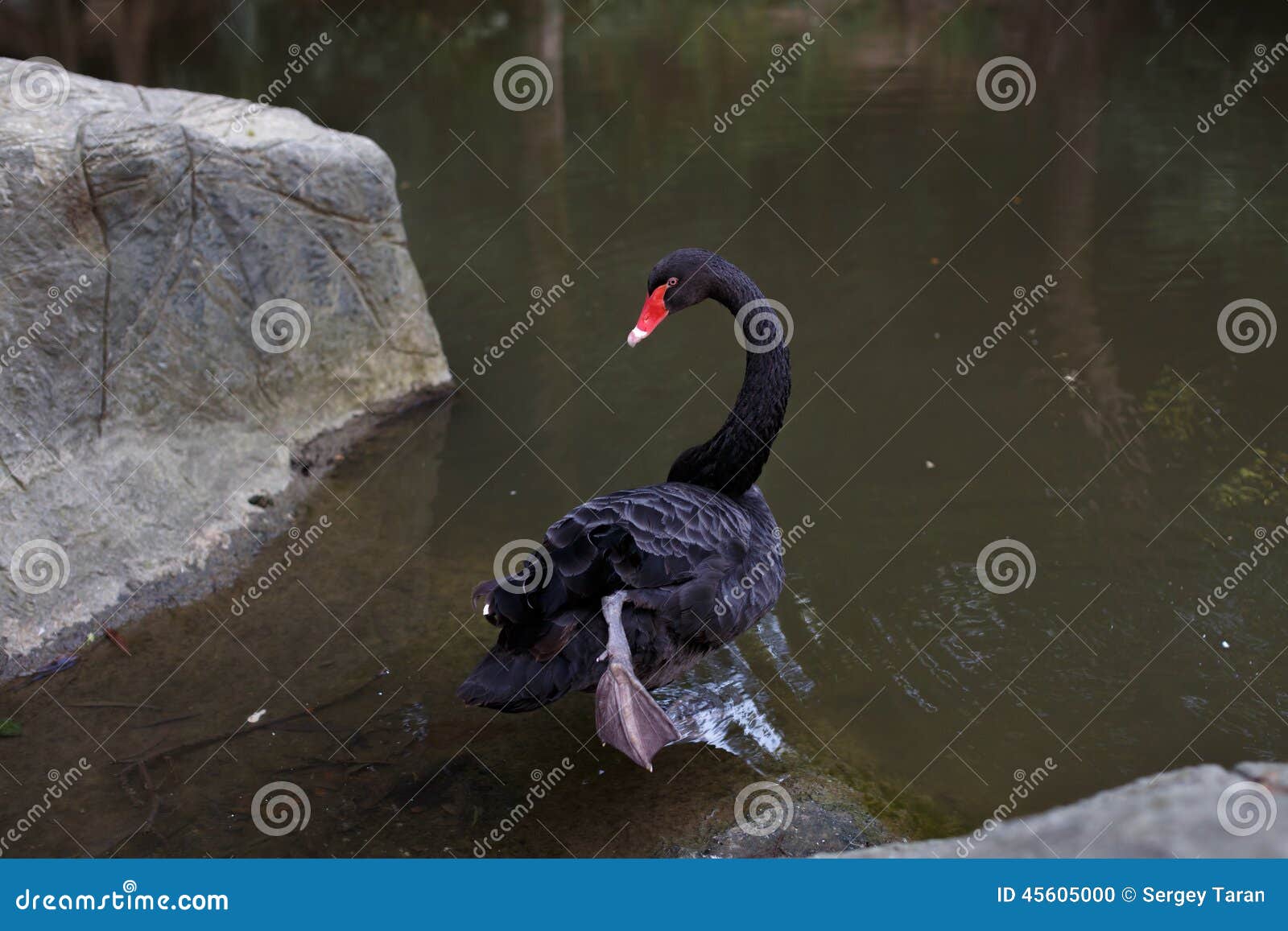 Black Swan shows leg stock photo. Image of black, color - 45605000
