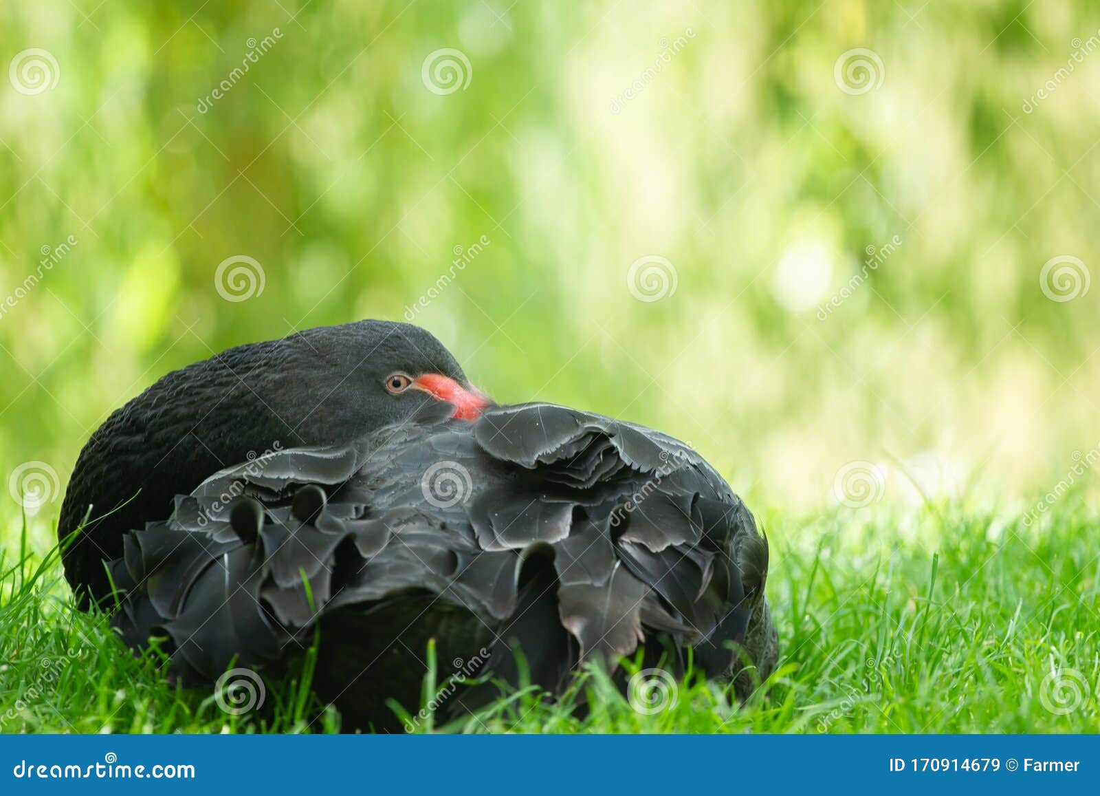 Black swan sleeping stock image. Image of portrait, park - 170914679