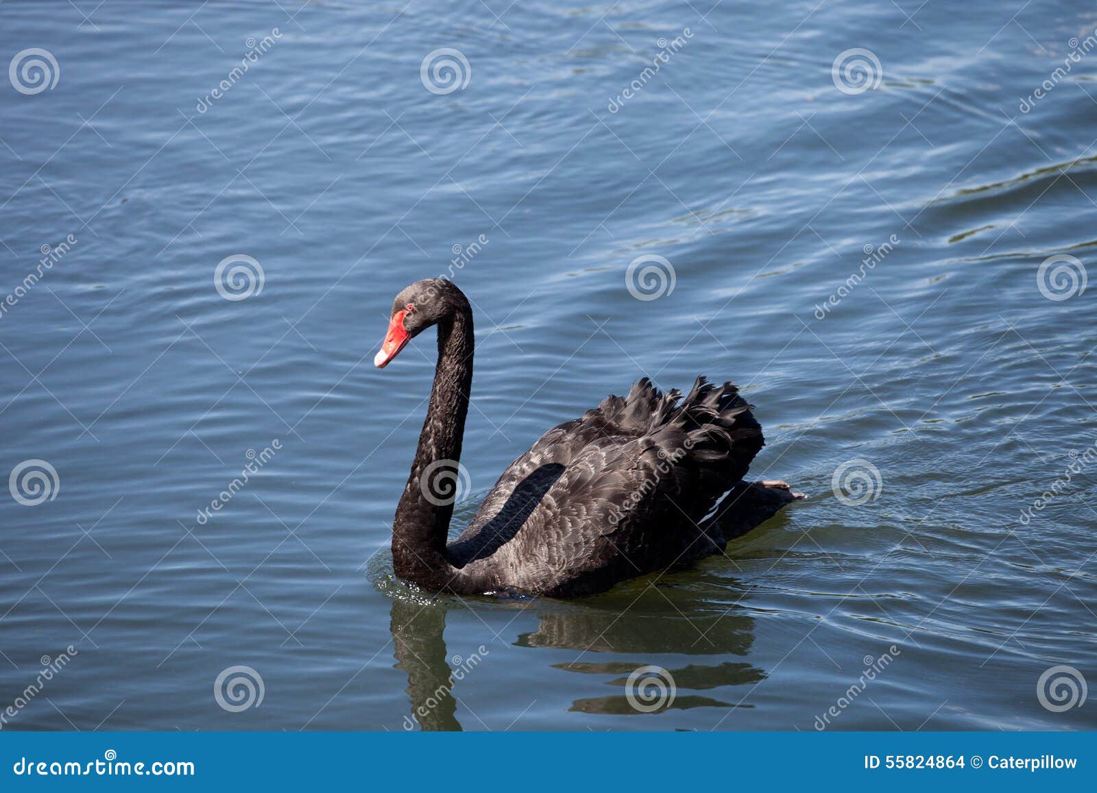 A Black Swan Swimming on a Pool Stock Photo - Image of nature, bird ...