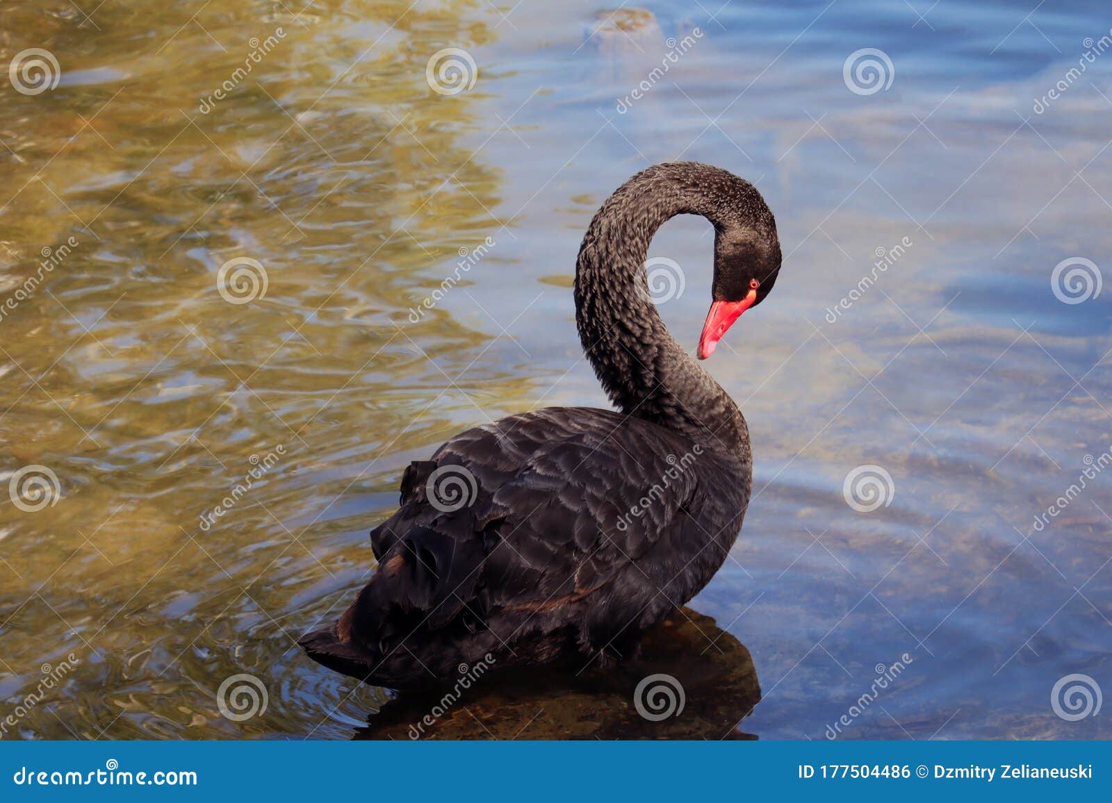 A Black Swan Swimming on a Pool of Water Stock Photo - Image of blue ...