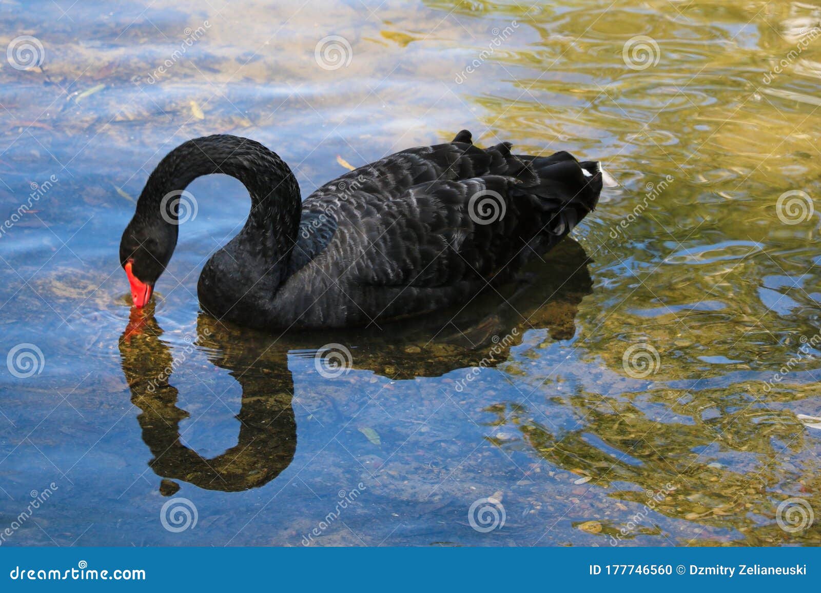 A Black Swan Swims on a Pond. Rare Bird Stock Photo - Image of love ...