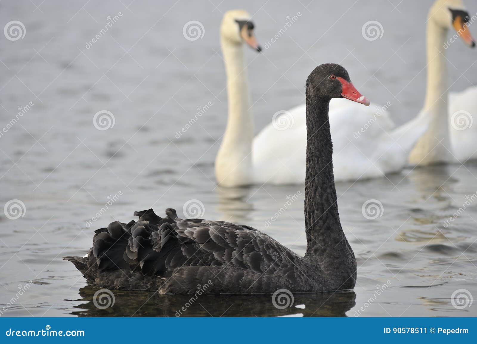 Black swan stock image. Image of wild, swans, nature - 90578511