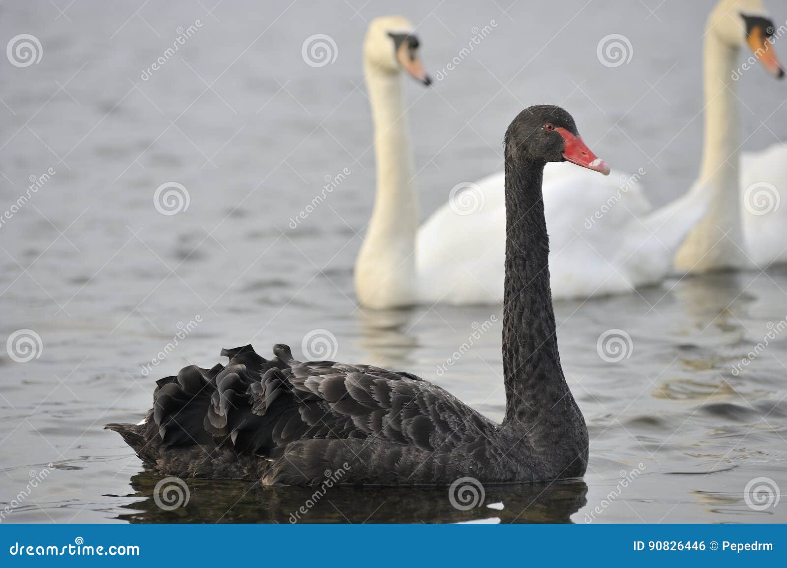Black Swan with a Young Swan Behind. Stock Photo - Image of nature ...