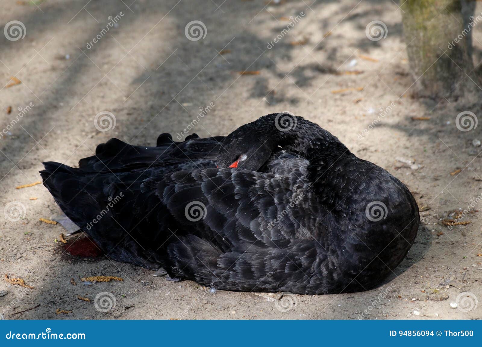 The black swan stock photo. Image of claw, wing, pomorskie - 94856094