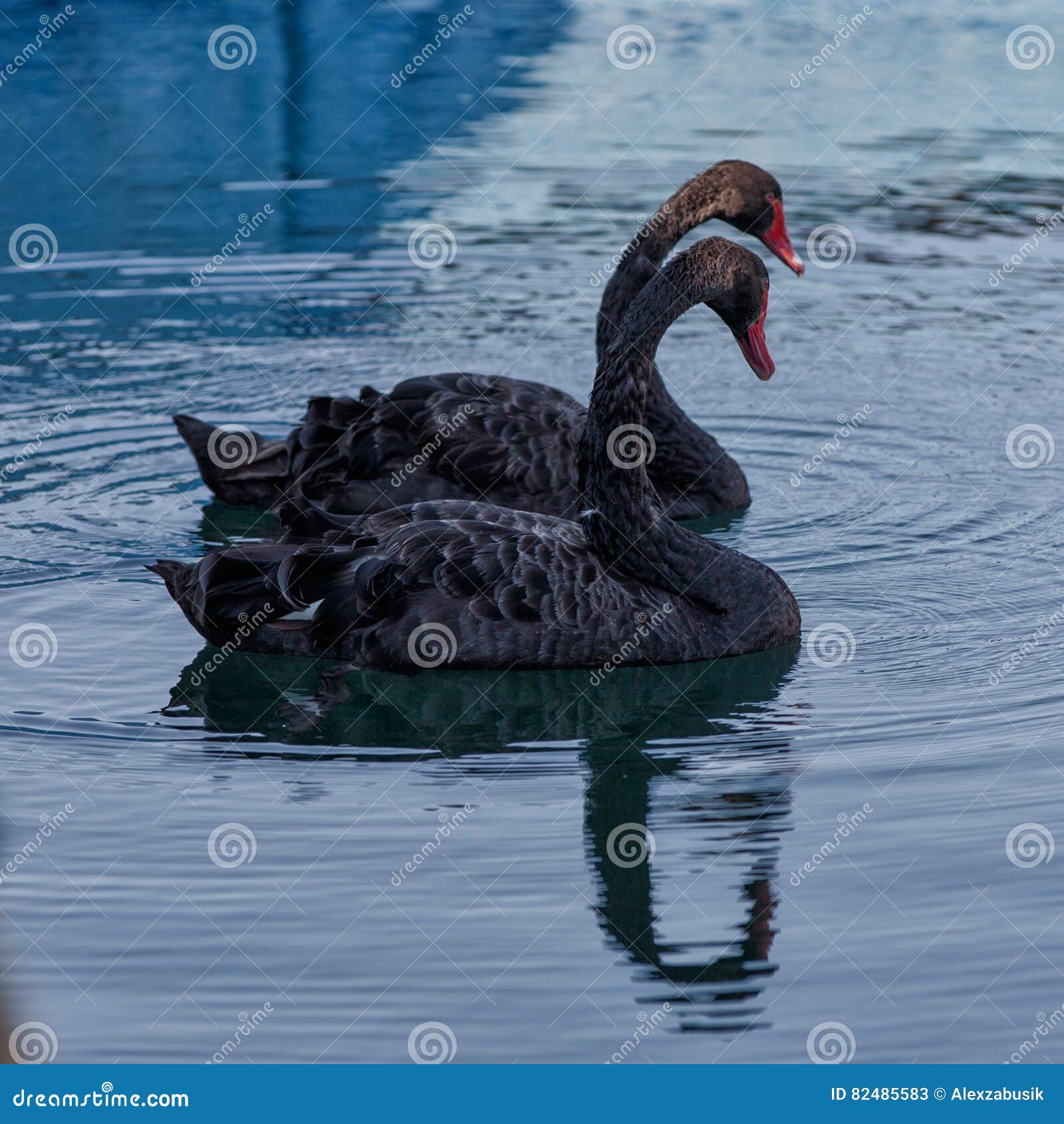 Black swans in sea pool stock image. Image of horizontal - 82485583