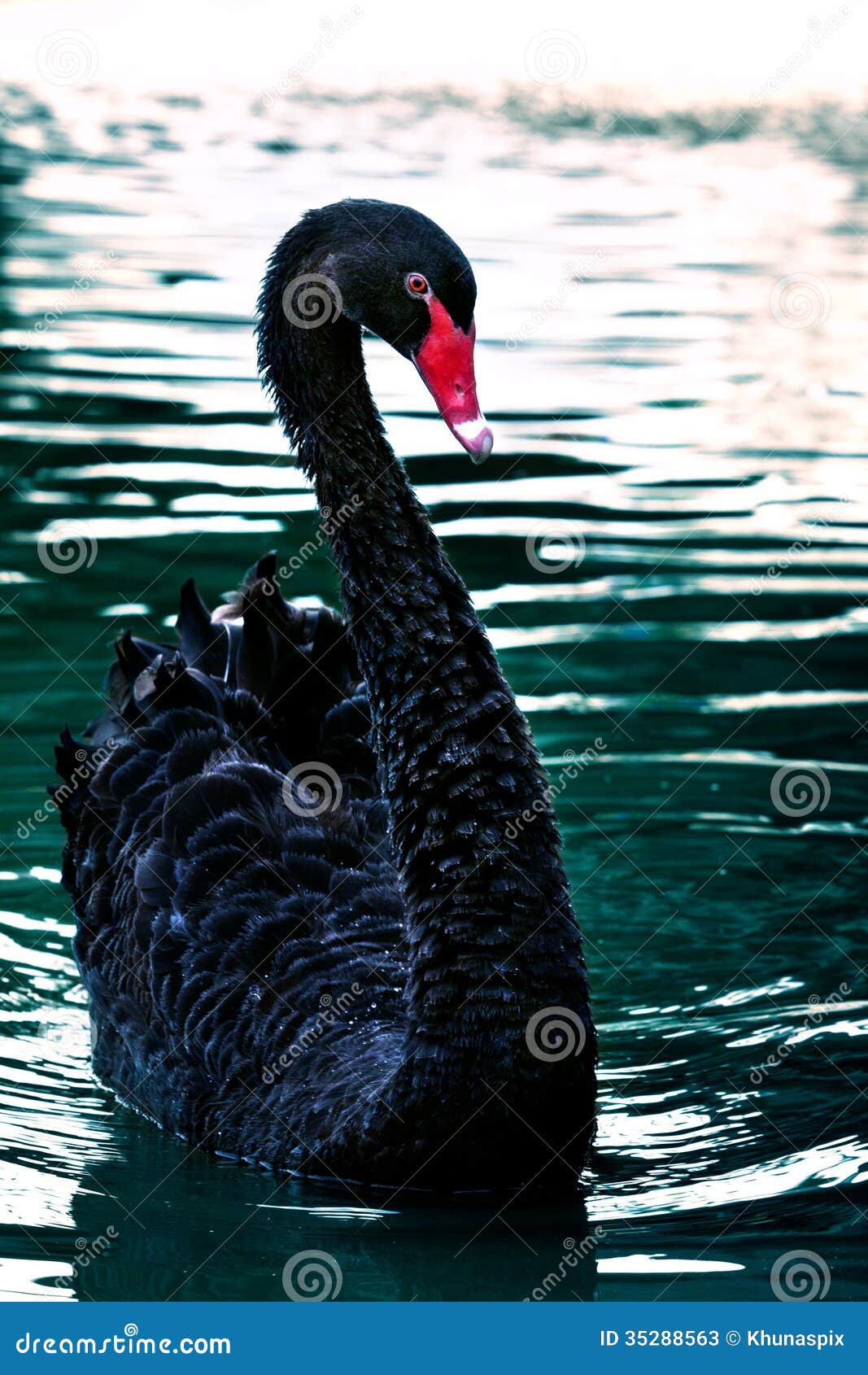 Black swans in water pool stock image. Image of nature - 35288563