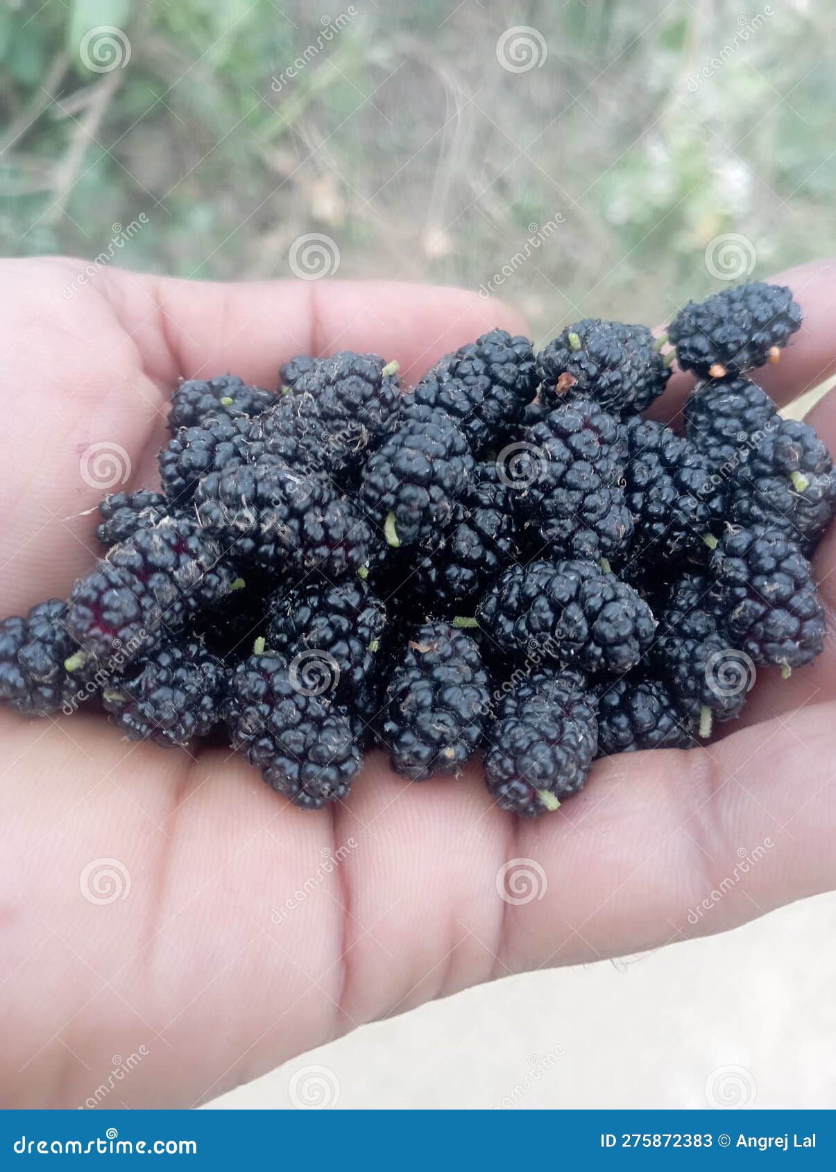 Black Sweet Mulberry Raspberry E Stock Image - Image of mulberry, sweet ...