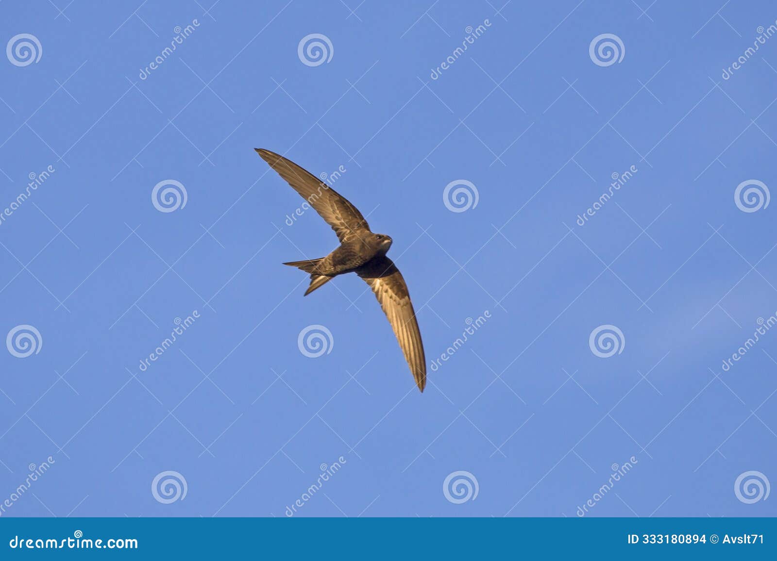 Black Swift Flying on the Blue Sky. Stock Photo - Image of animals ...