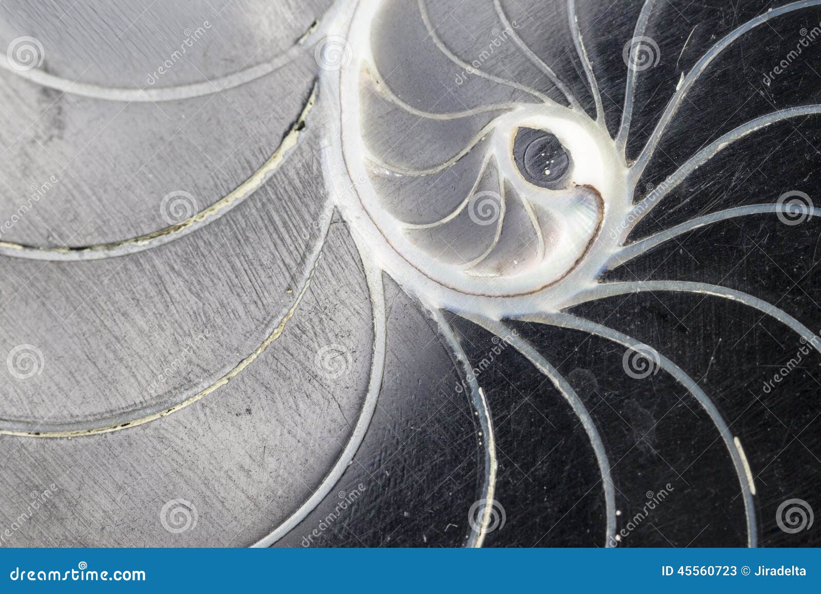 Black Swirl Shell Texture stock image. Image of pattern - 45560723