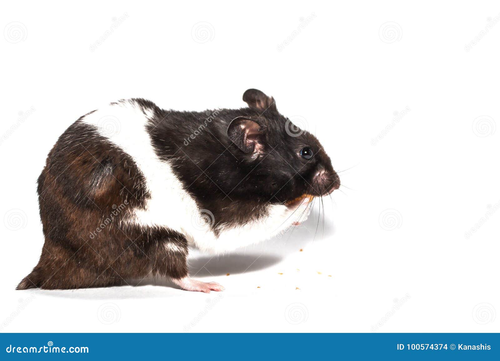 Black Syrian Hamster, Studio With White Background Stock Photo - Image ...