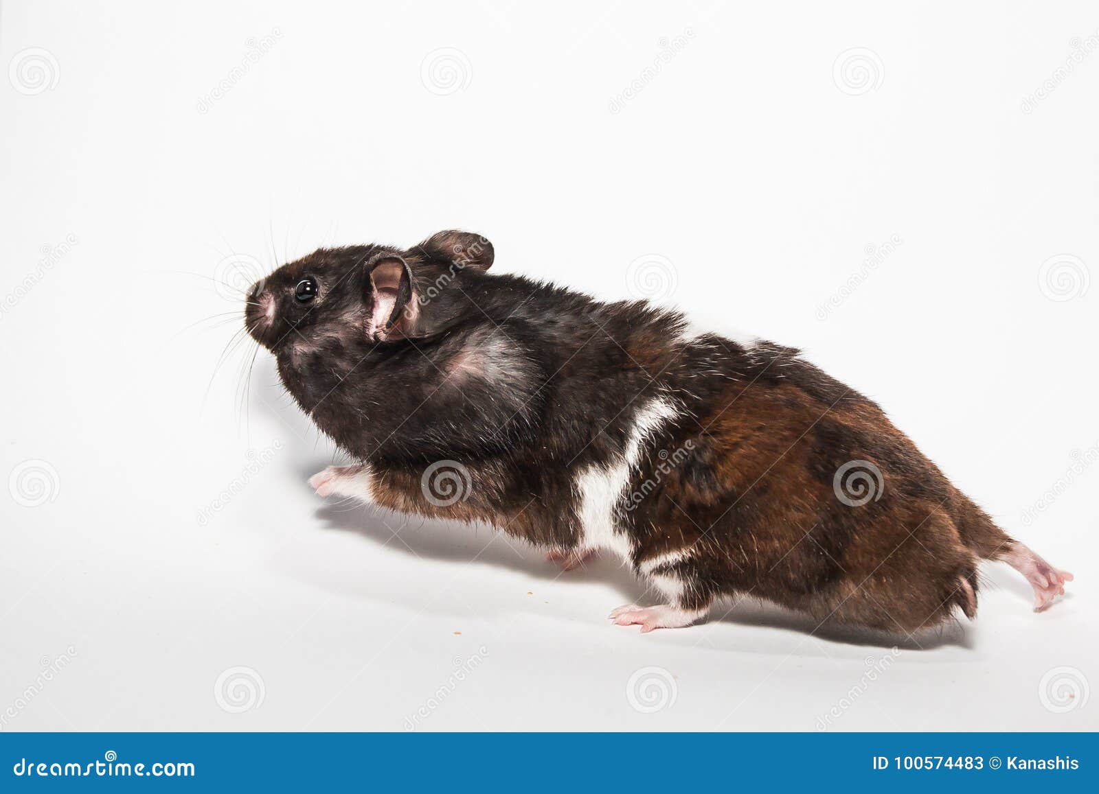 Black Syrian Hamster, Studio with White Background Stock Image - Image ...