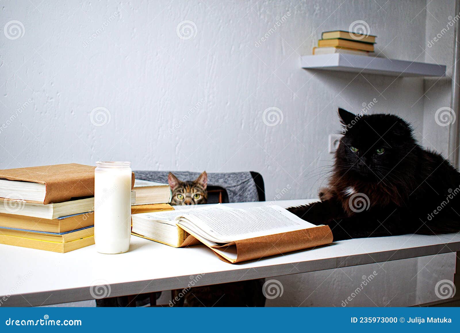 Black and Tabby Cat on a White Table Next To a Stack of Books and a ...
