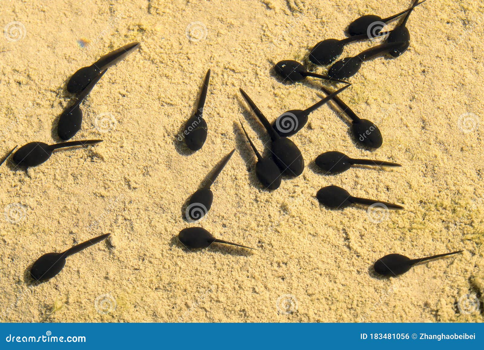 Black Tadpoles Stock Photo | CartoonDealer.com #183481050