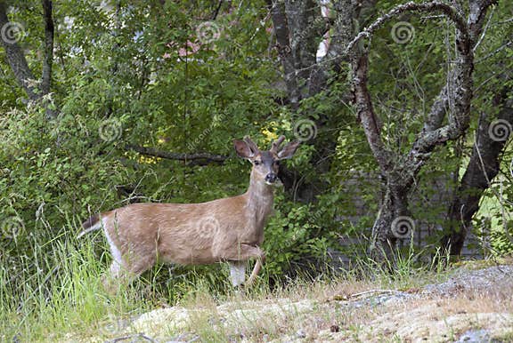 Black Tail Deer stock image. Image of canada, vancouver - 22940425